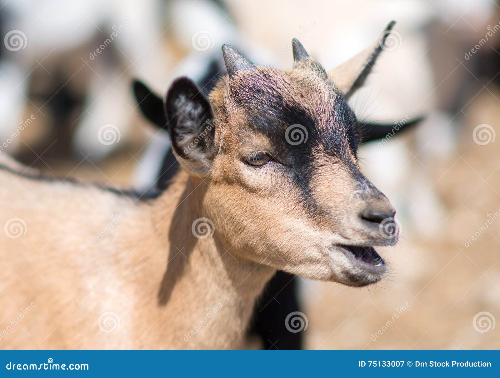Bleating goat. stock image. Image of humorous, country - 75133007