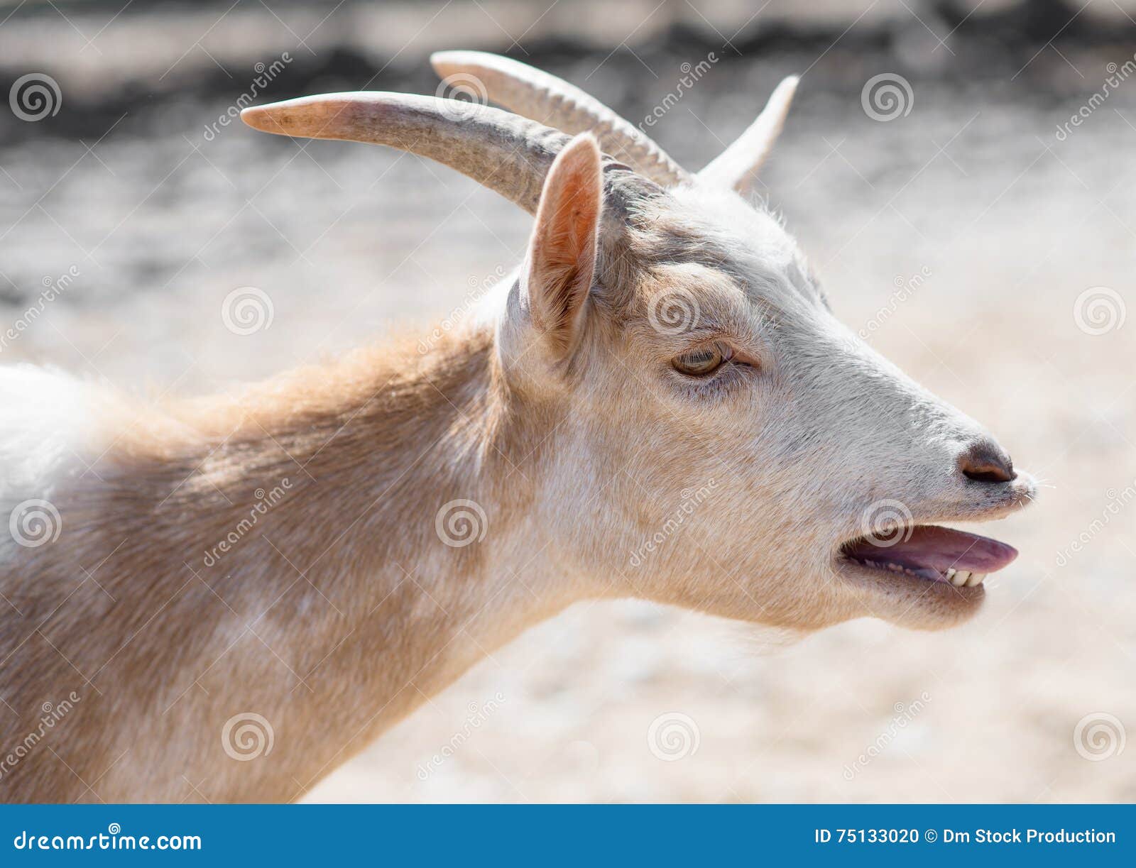 Bleating goat. stock photo. Image of bleat, tongue, country - 75133020