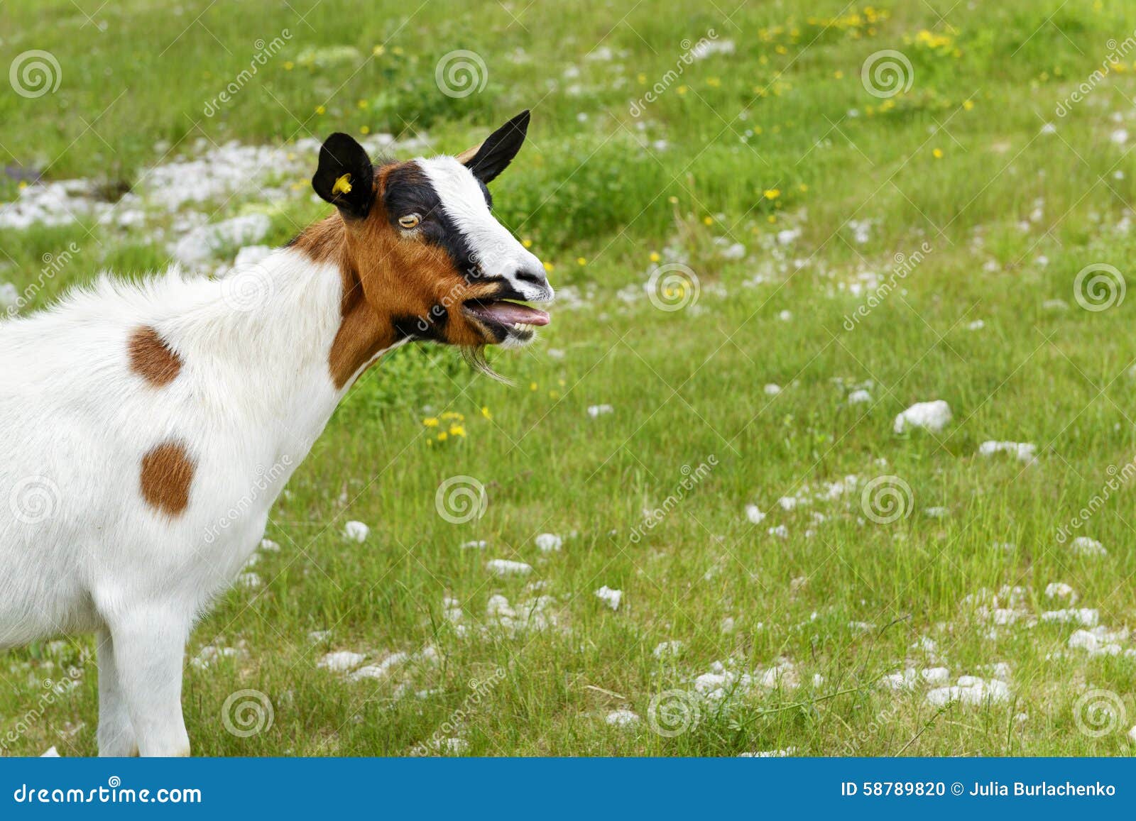 Bleating goat stock photo. Image of animal, white, mouth - 58789820