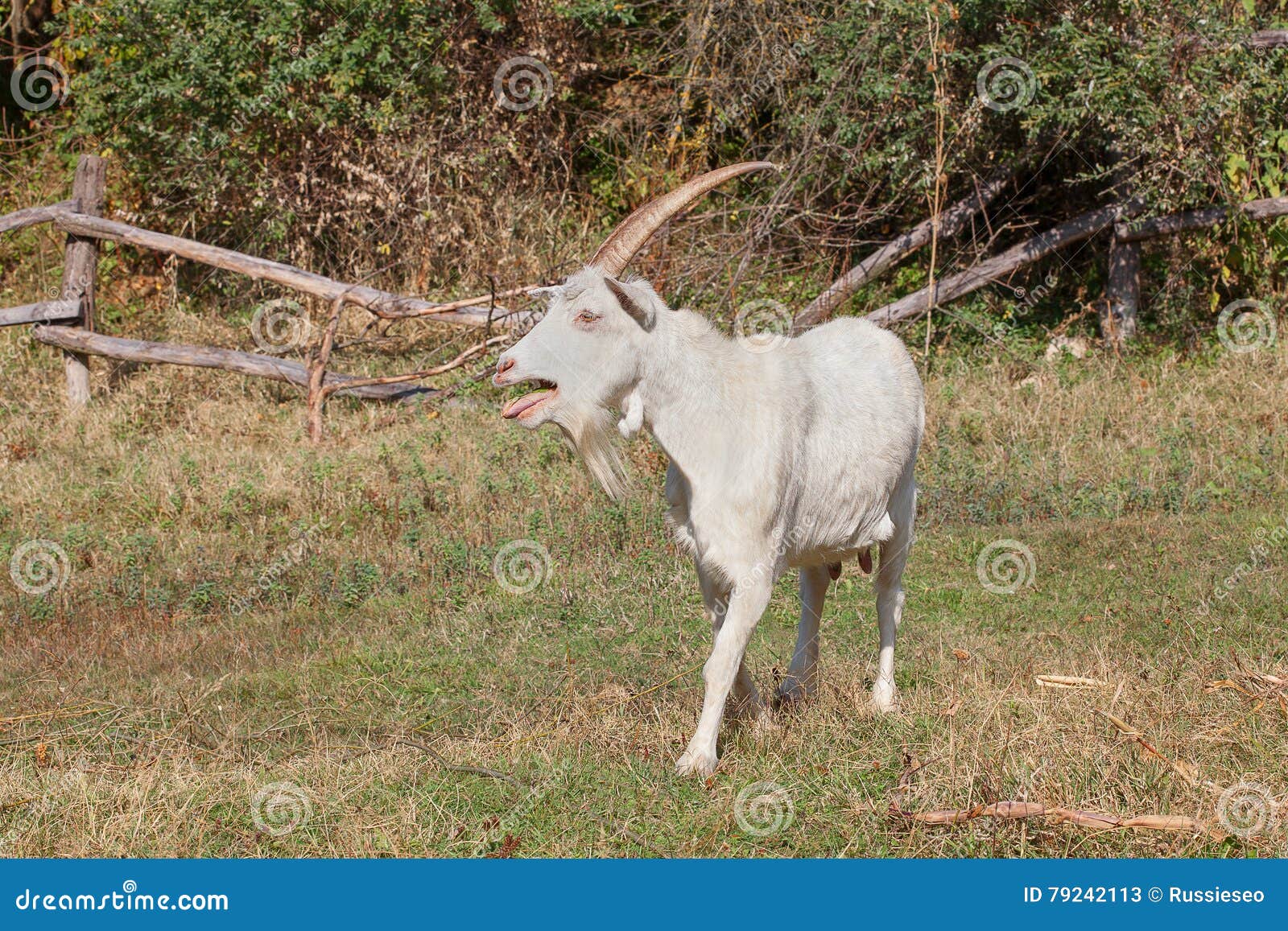 Bleating Goat Profile Royalty-Free Stock Photography | CartoonDealer ...
