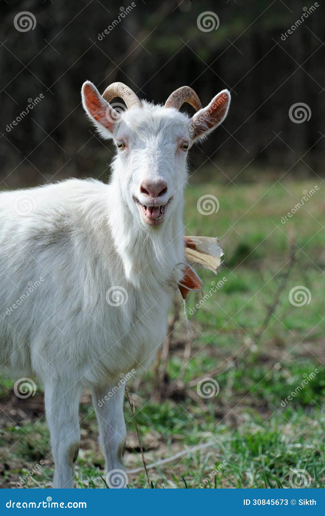 Bleating Goat Profile Royalty-Free Stock Photography | CartoonDealer ...