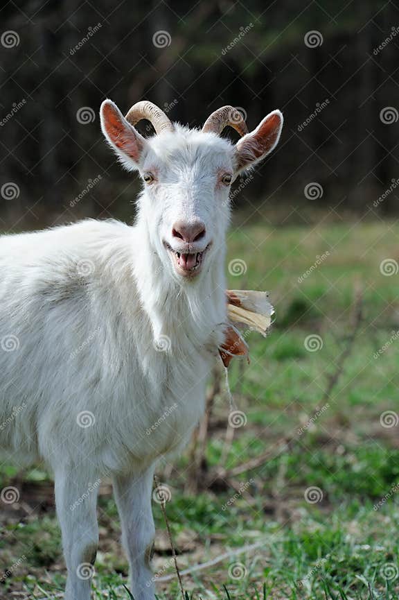 Bleating Goat stock image. Image of leash, domestic, outdoor - 30845673