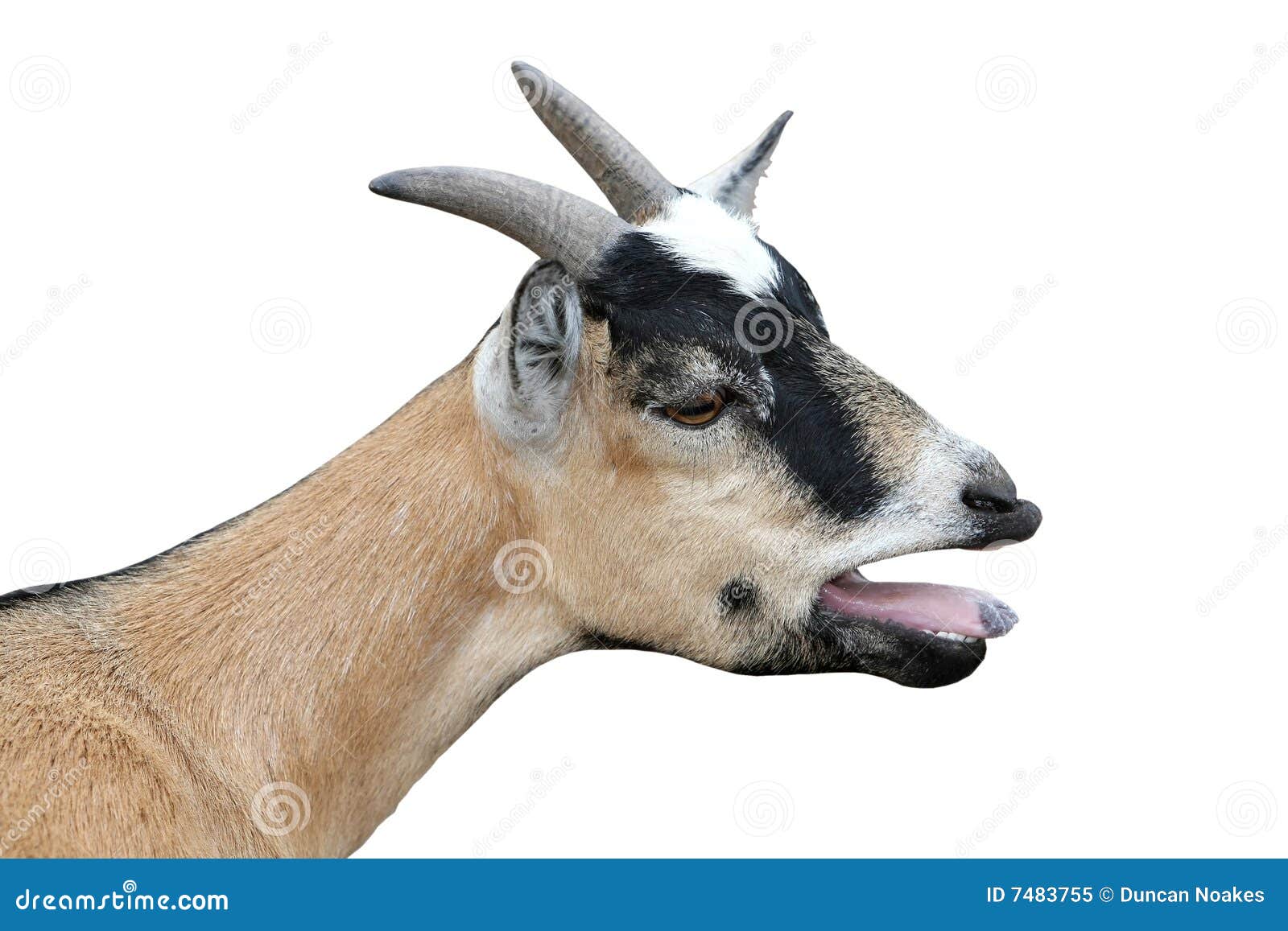 Bleating Goat Isolated Royalty Free Stock Photo - Image: 7483755
