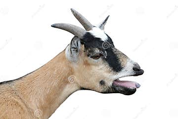 Bleating Goat Isolated stock image. Image of outdoors - 7483755