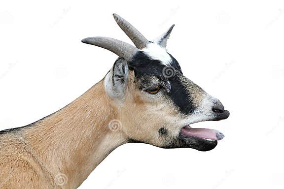 Bleating Goat Isolated stock image. Image of outdoors - 7483755