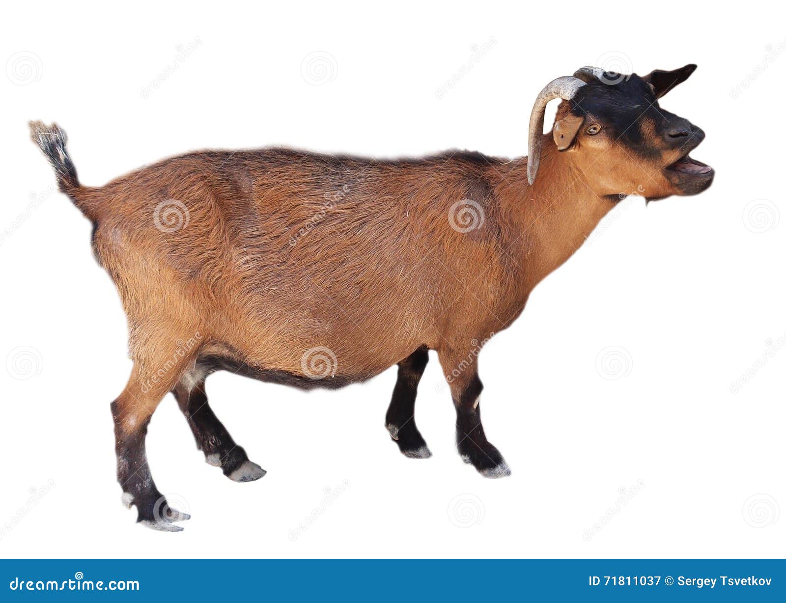 Bleating Goat Isolated on White Stock Image - Image of goat, animal ...