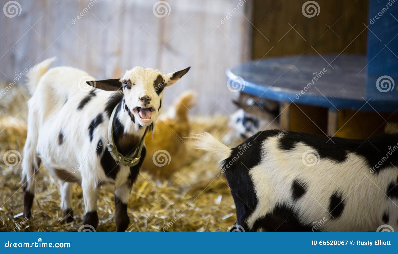 Bleating Goat Profile Royalty-Free Stock Photography | CartoonDealer ...
