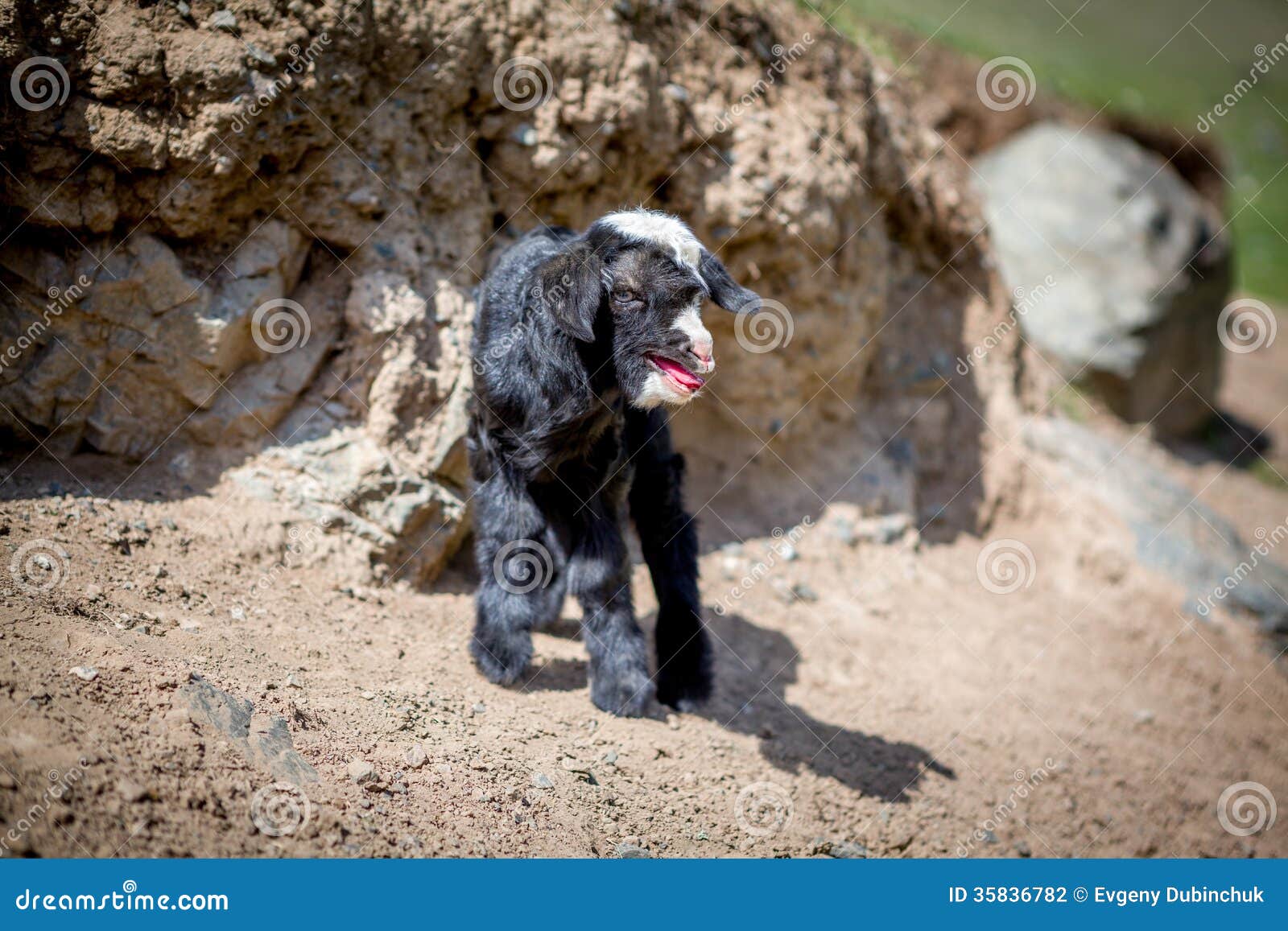 Bleating goating stock photo. Image of small, nature - 35836782