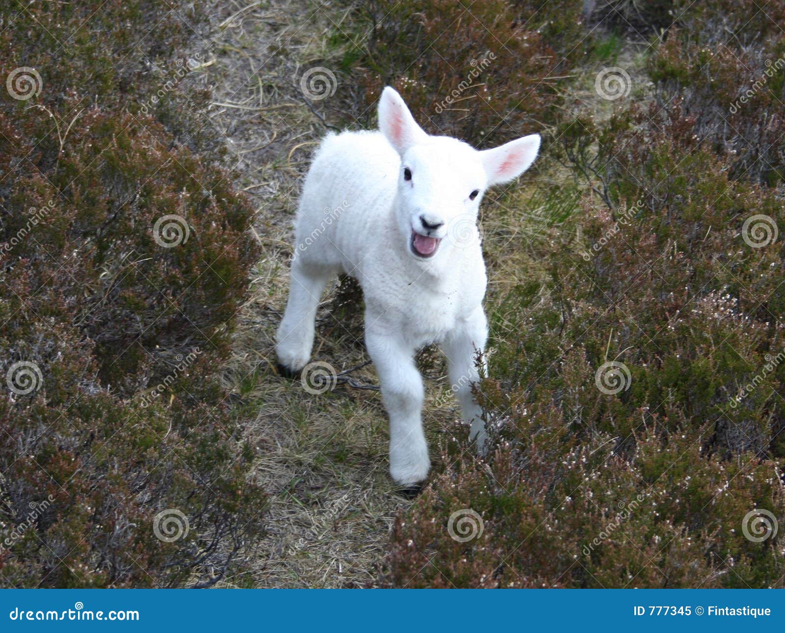 Bleating lamb close up stock image. Image of close, sheep - 777345