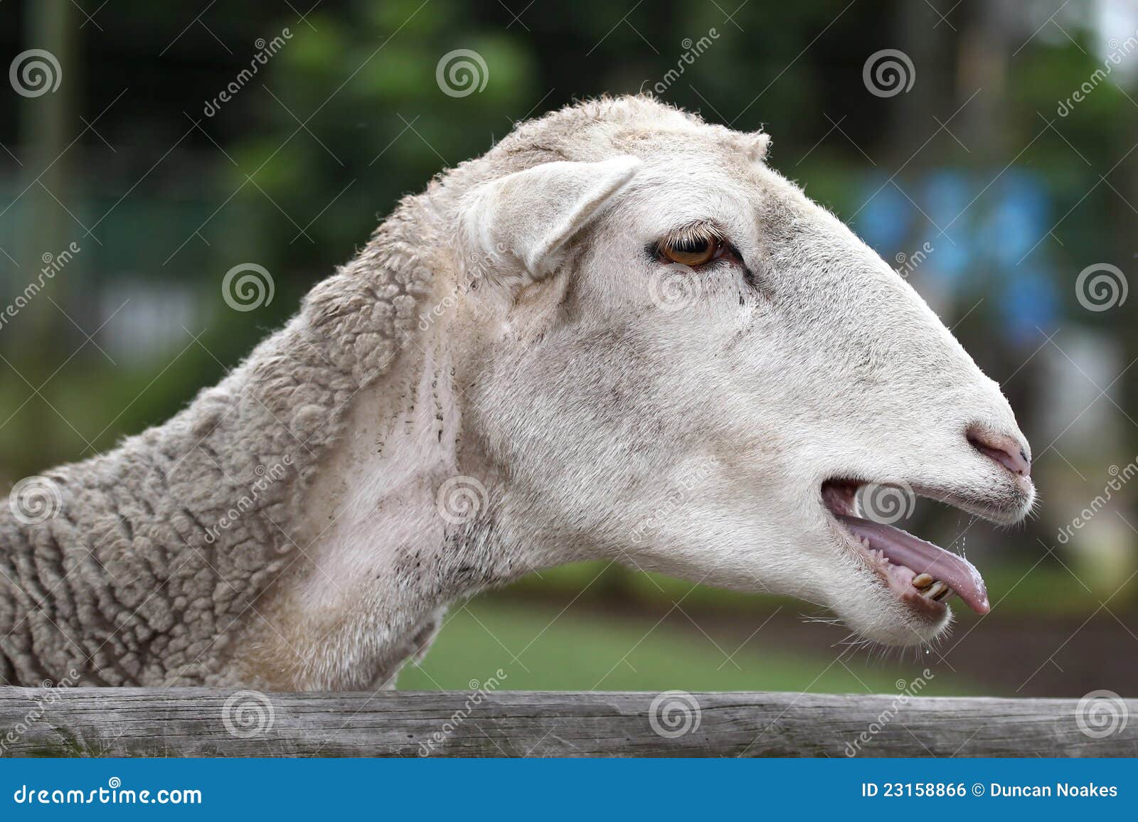 Bleating Sheep stock photo. Image of bleating, wool, farm - 23158866