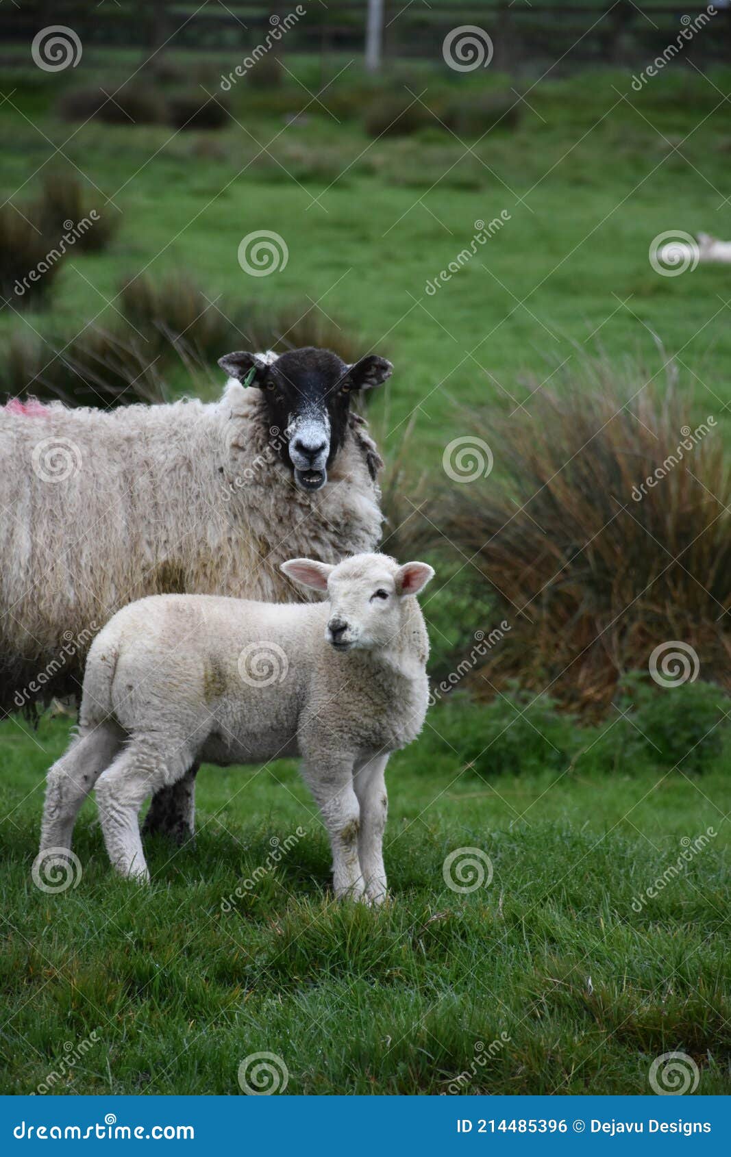 Bleating Sheep with a Lamb in a Grass Field Stock Photo - Image of ...