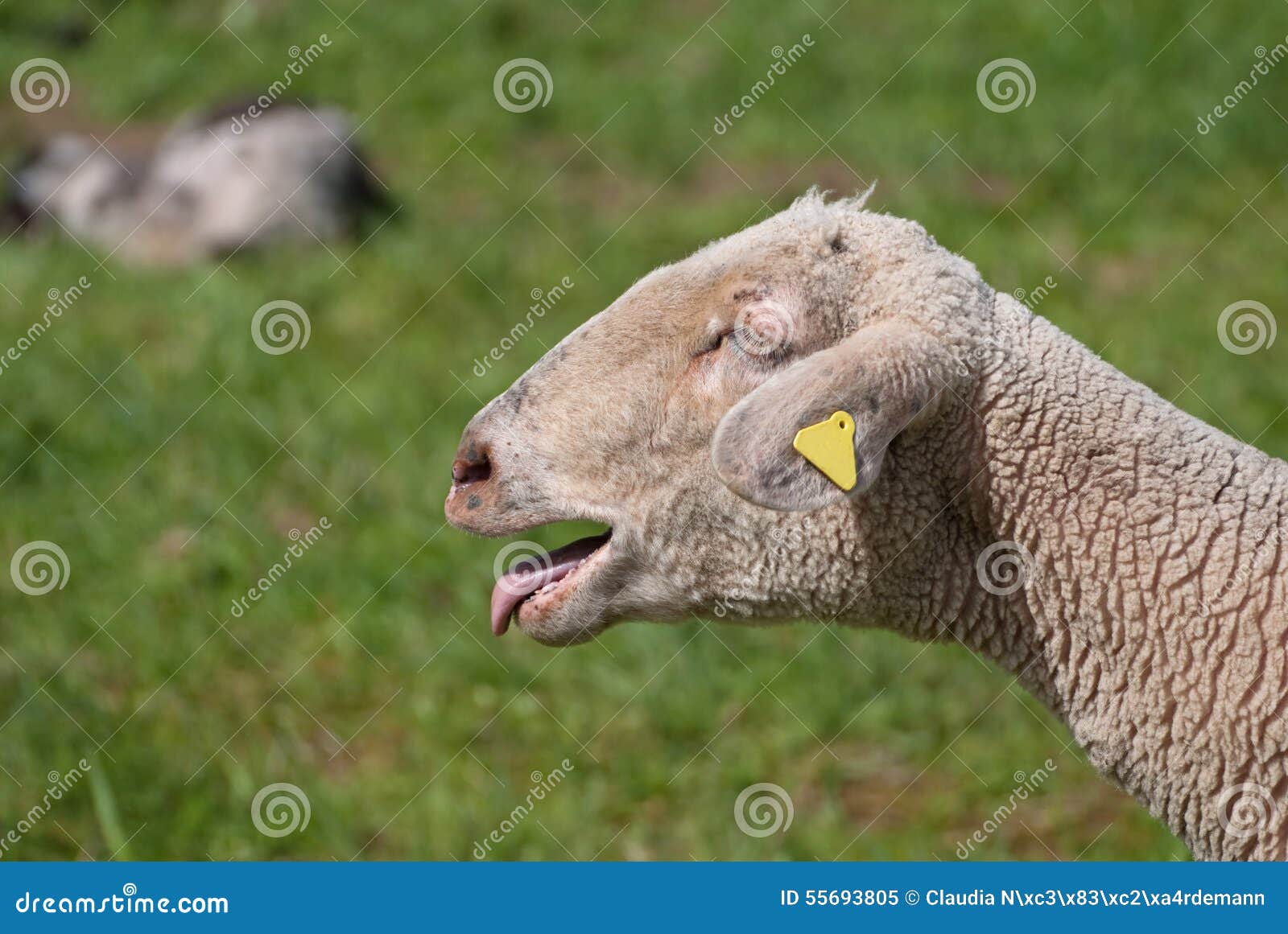 Bleating sheep stock image. Image of head, funny, white - 55693805