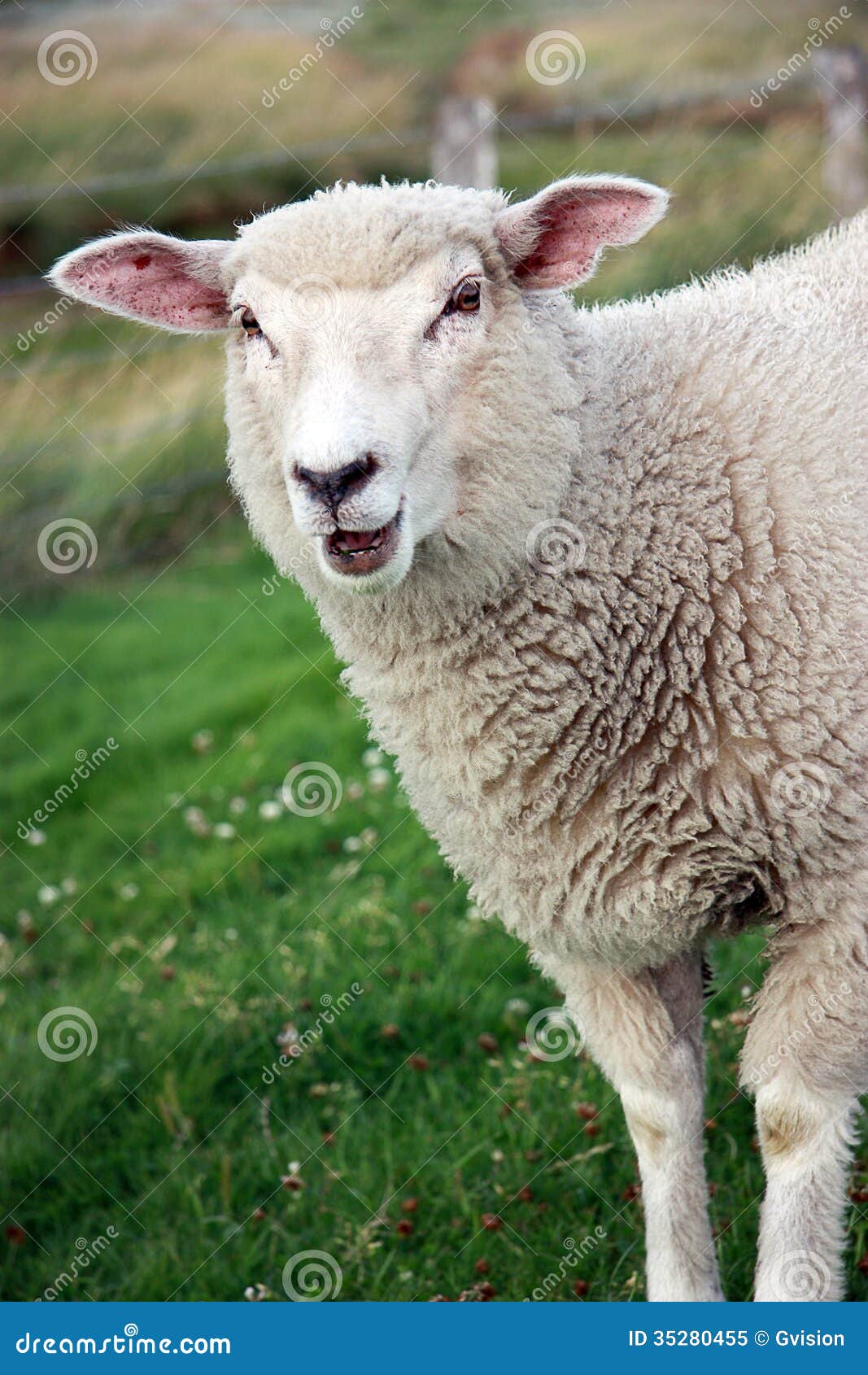 Bleating Sheep stock image. Image of bleat, nature, woolly - 35280455