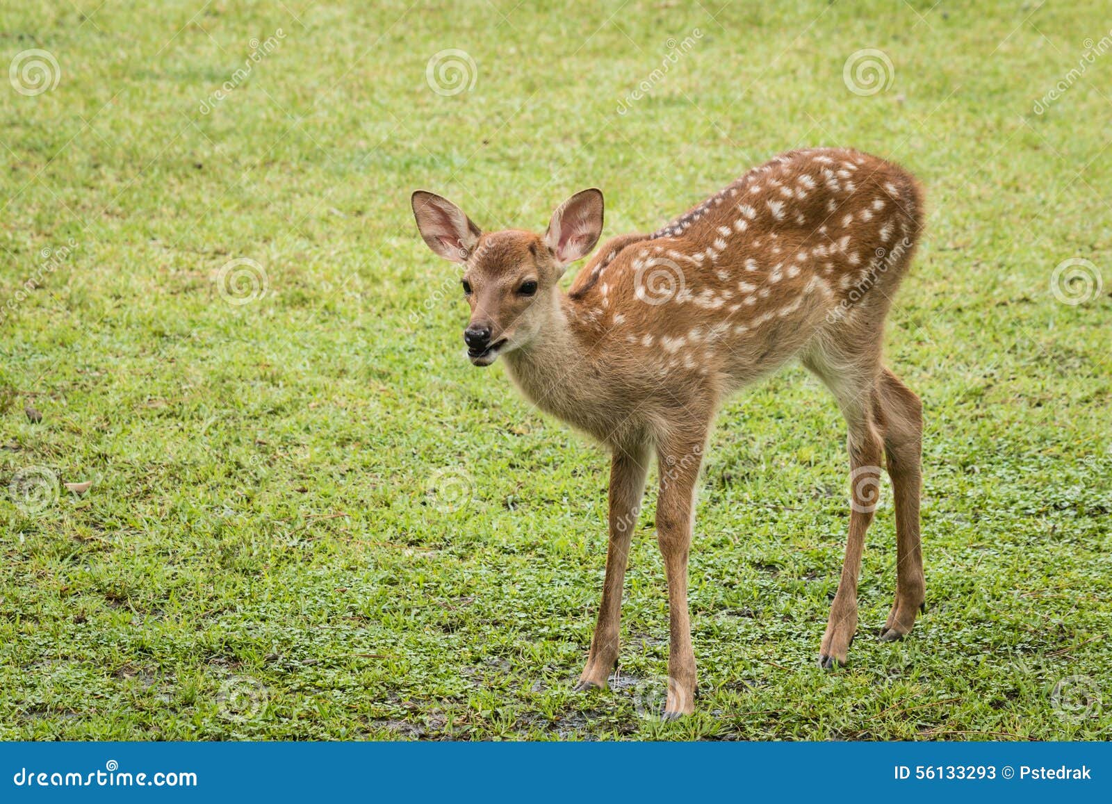 Bleating sika deer fawn stock image. Image of dotted - 56133293