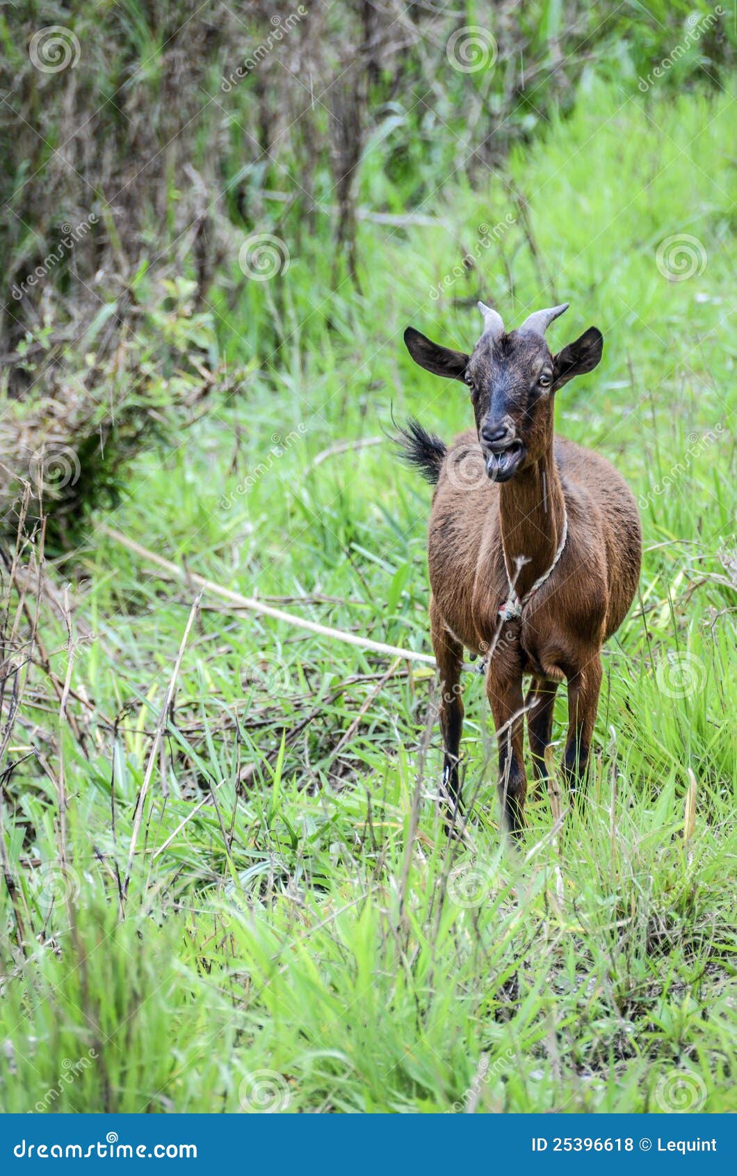 Bleating Tethered Goat on Hillside Stock Photo - Image of small ...