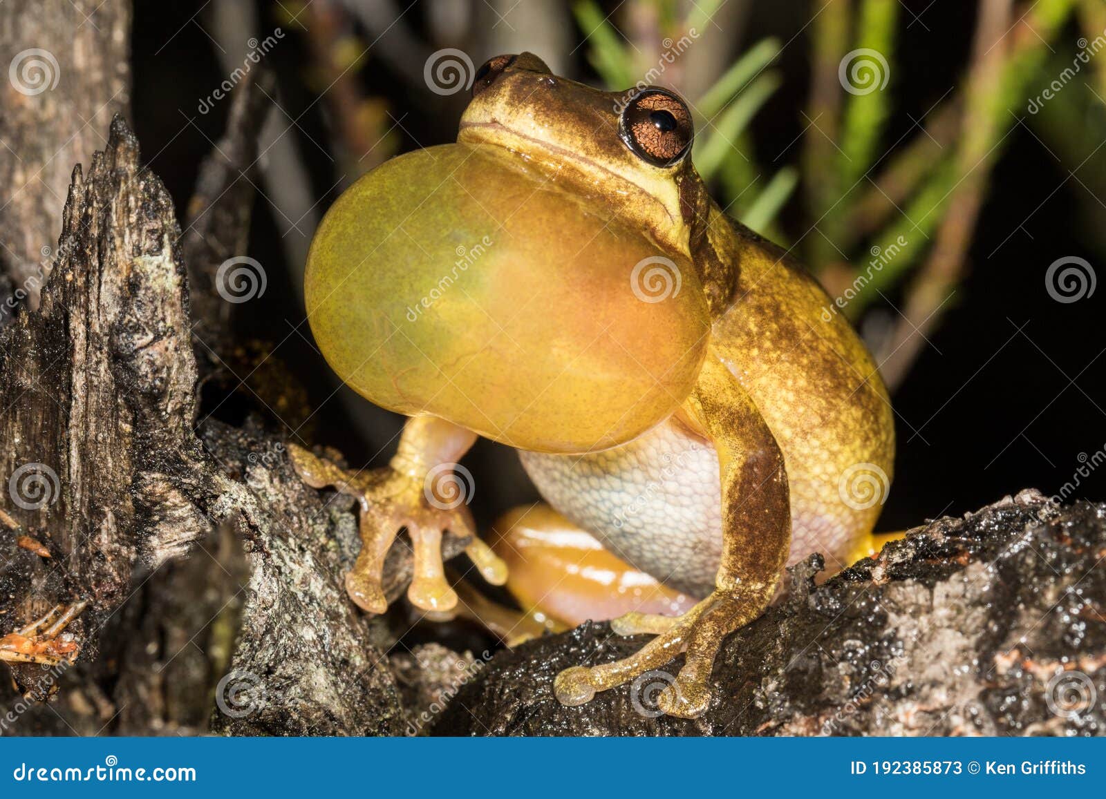 Screaming Tree Frog stock image. Image of wildlife, frog - 192385873