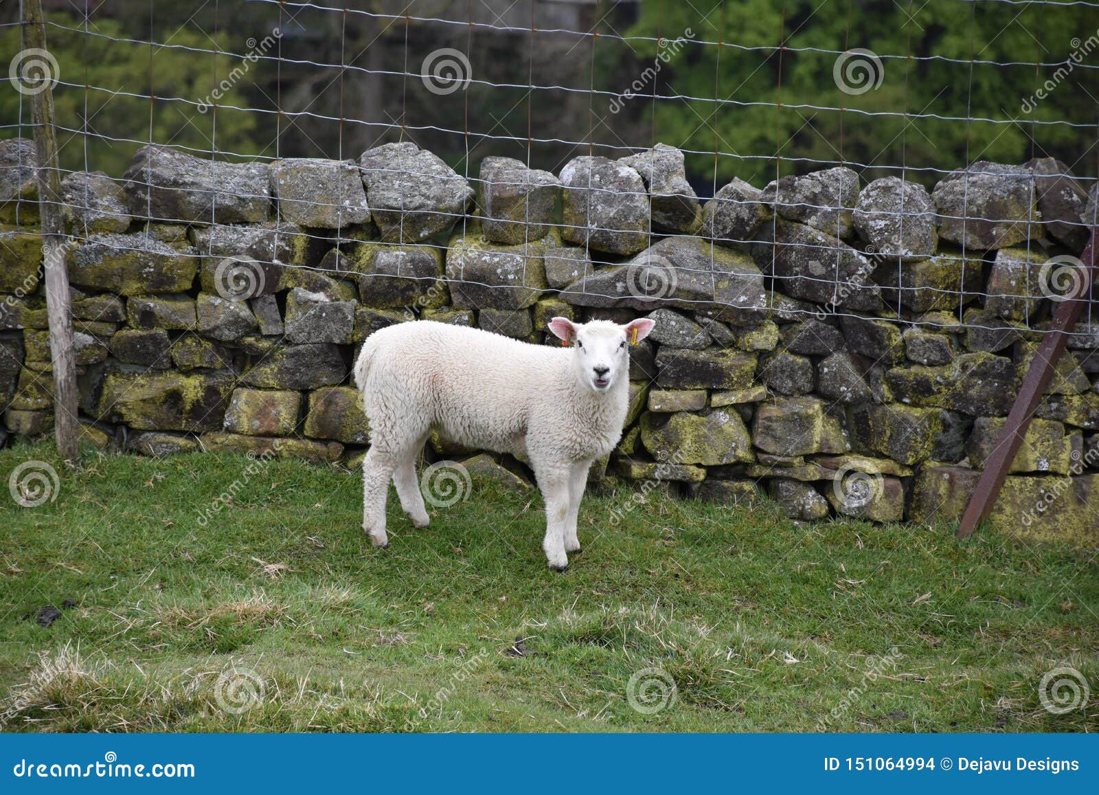 Bleating White Lamb Standing in Front of a Rock Wall Stock Photo ...