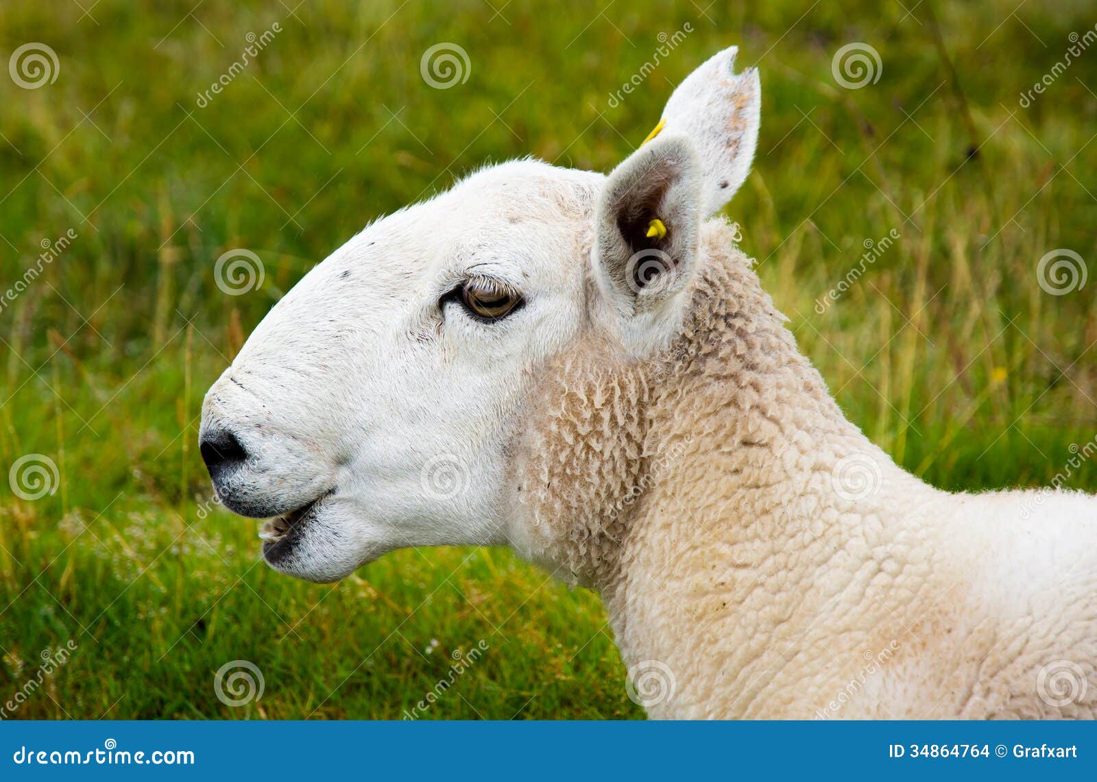 Bleating young sheep stock photo. Image of curious, rural - 34864764