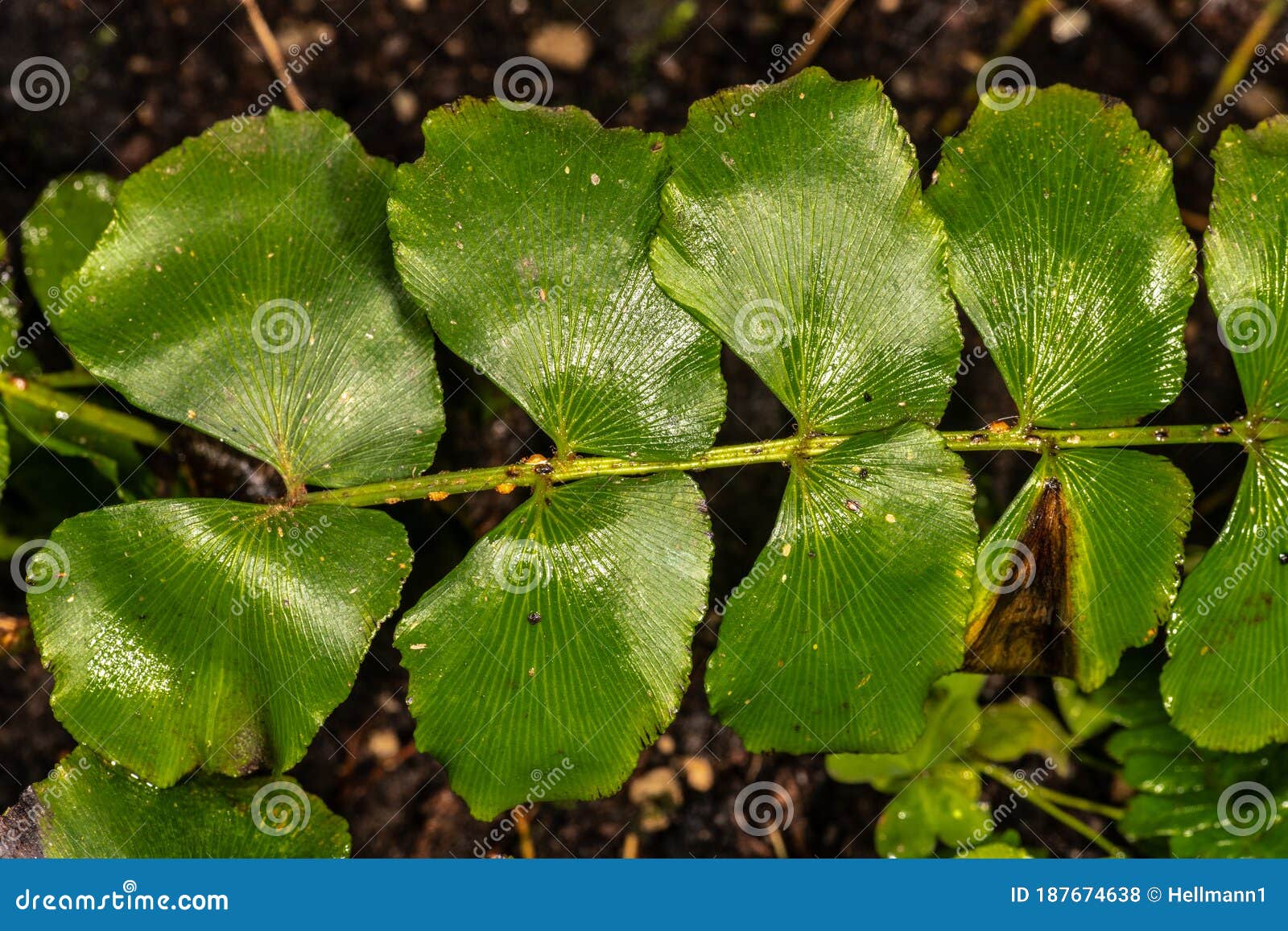 Brazilian Tree Fern stock photo. Image of forest, growth - 187674638