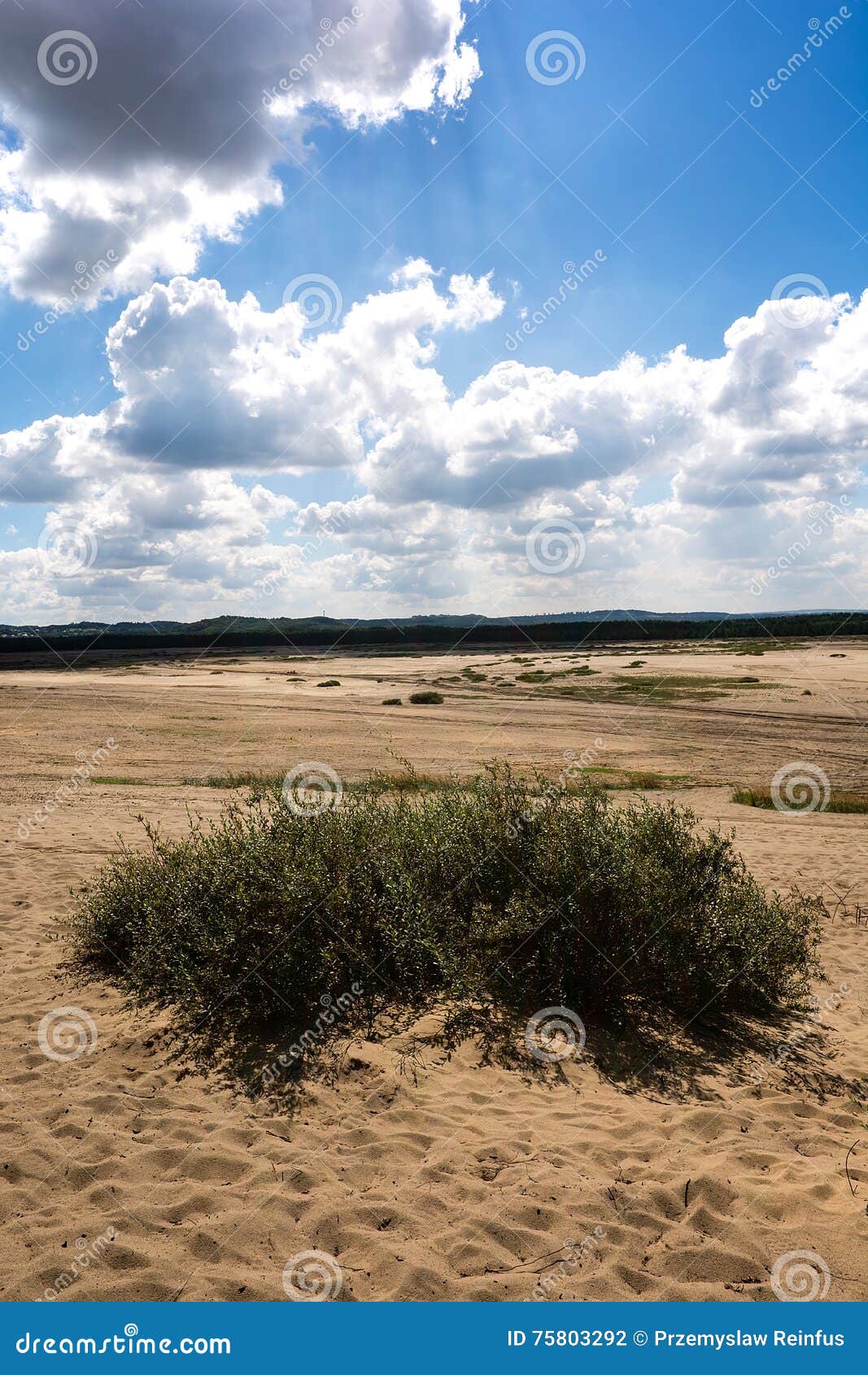 Bledowska Desert Sand The Largest Area Of Quicksand In Poland. Located ...