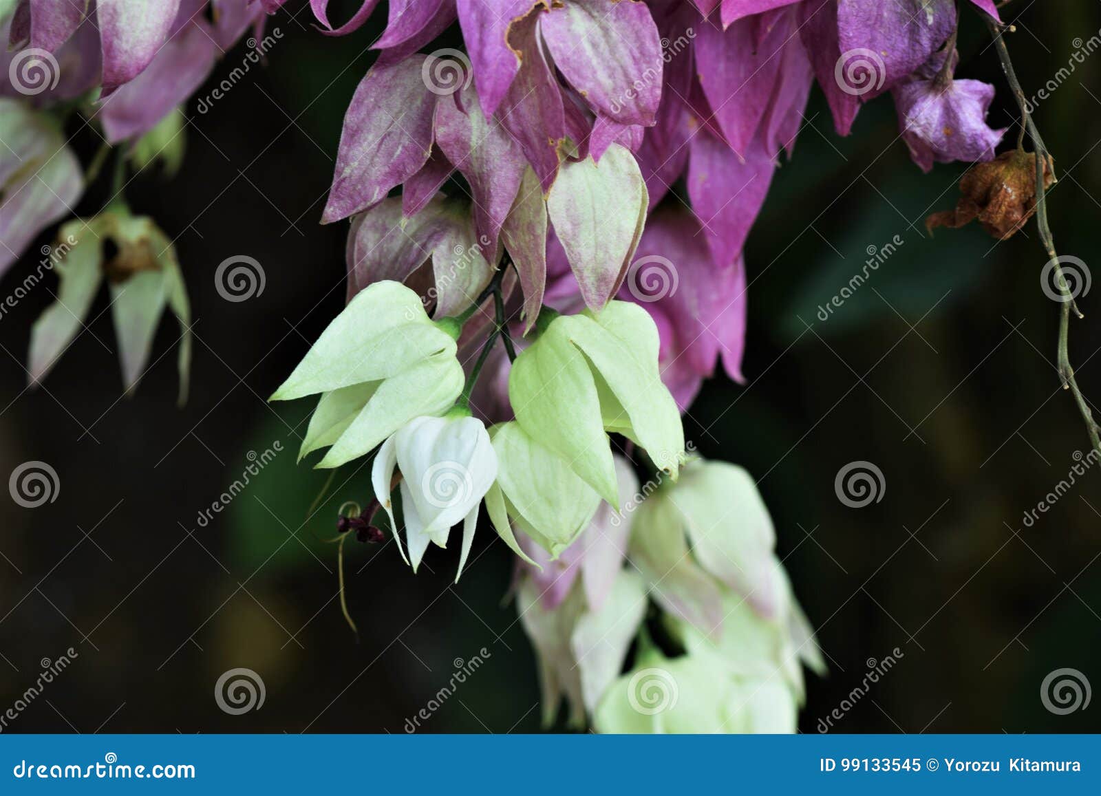 Bleeding glory-bower stock image. Image of odawaracity - 99133545