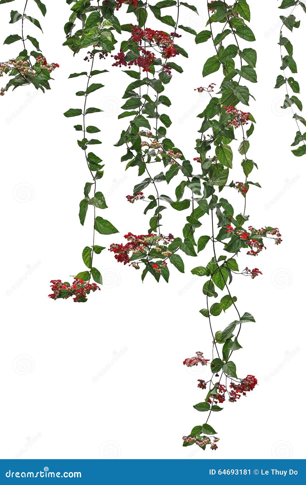 Bleeding Glory-bower Flower Stock Image - Image of bower, beauty: 64693181