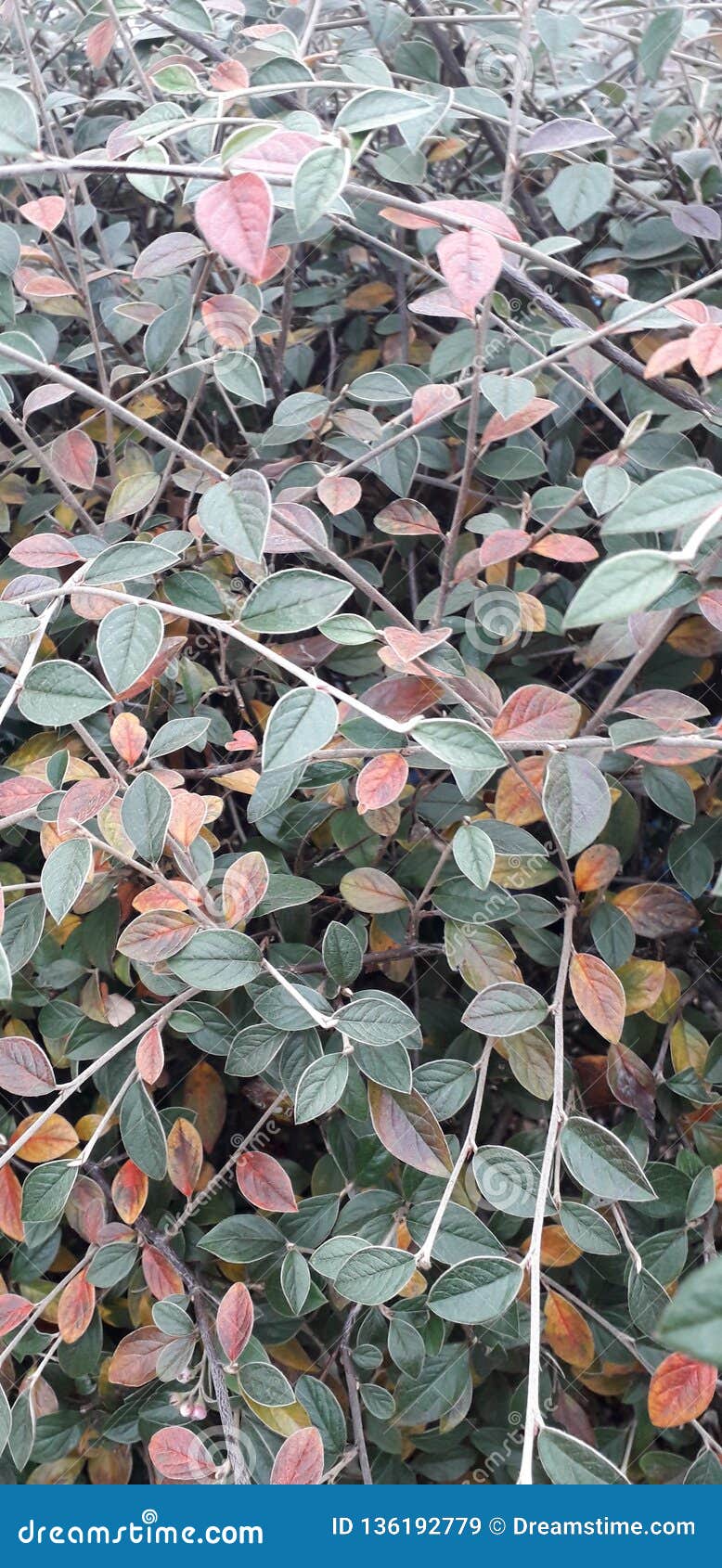 Bleeding green bush stock image. Image of bleeding, green - 136192779