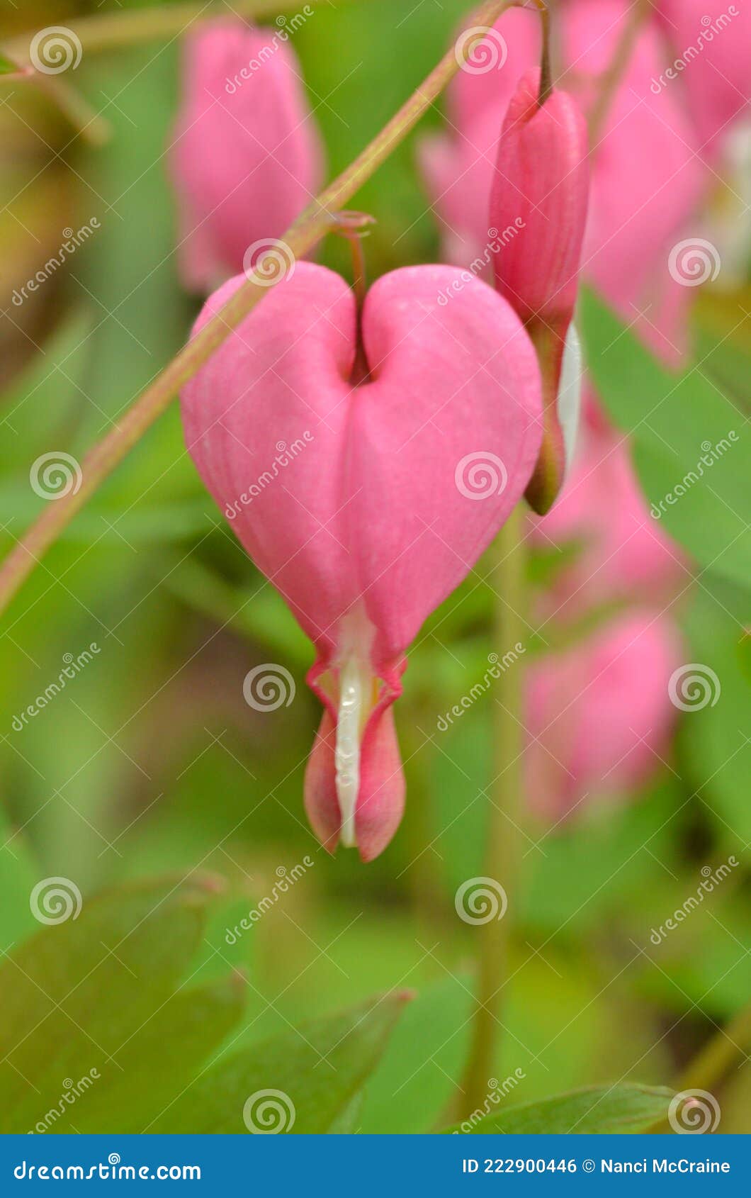 Bleeding Heart Springtime Flower Pink Petal Stock Photo - Image of ...