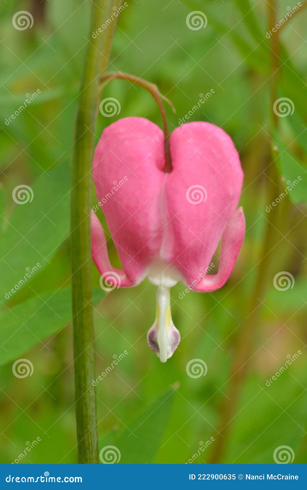 Bleeding Pink Heart Flowers (Dicentra Spectabilis Or Lamprocapnos ...