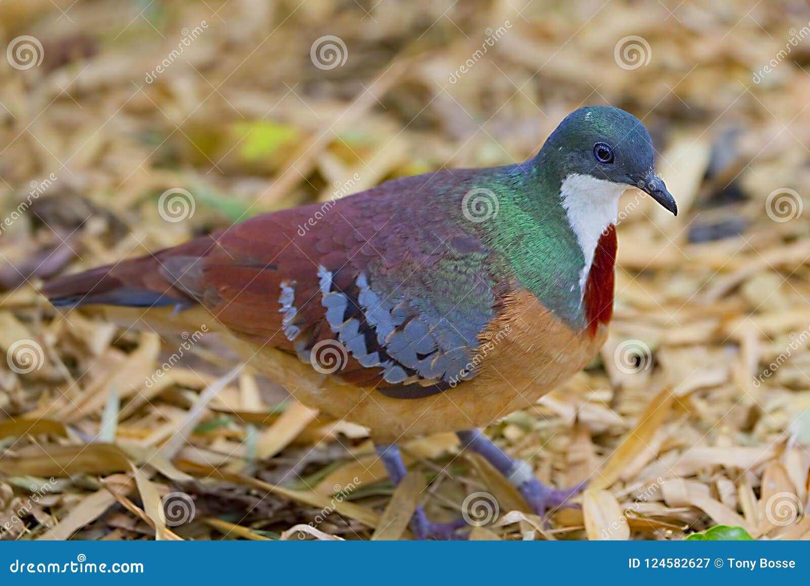 Bleeding Heart Dove stock image. Image of pigeon, peaceful - 124582627