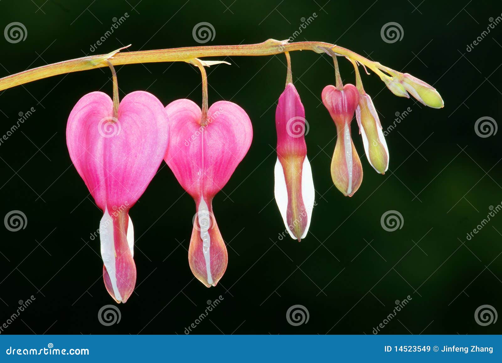 Bleeding heart flower stock image. Image of flower, buds - 14523549
