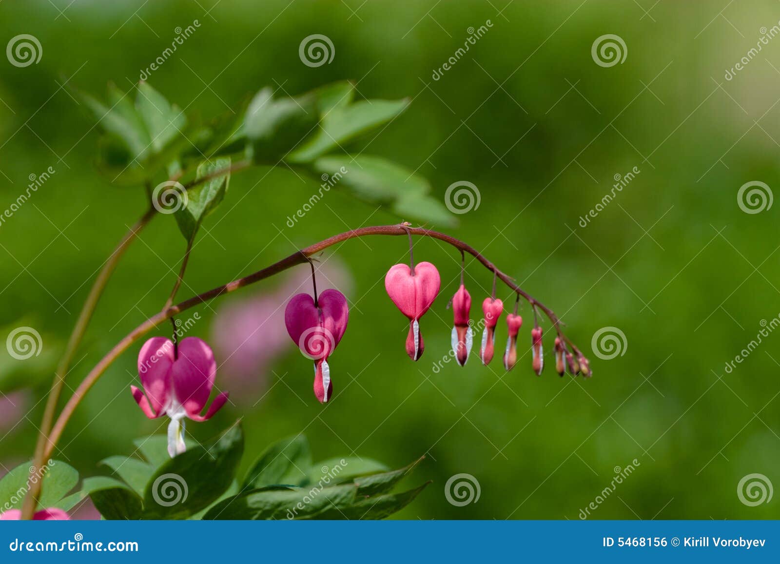 Bleeding heart flower stock photo. Image of bleeding, emotion - 5468156