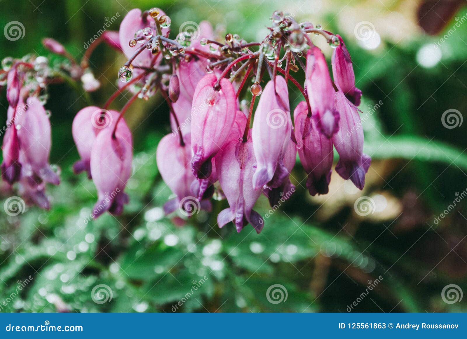 Bleeding Heart Flowers with Rain Drops. Perfect Background Stock Image ...