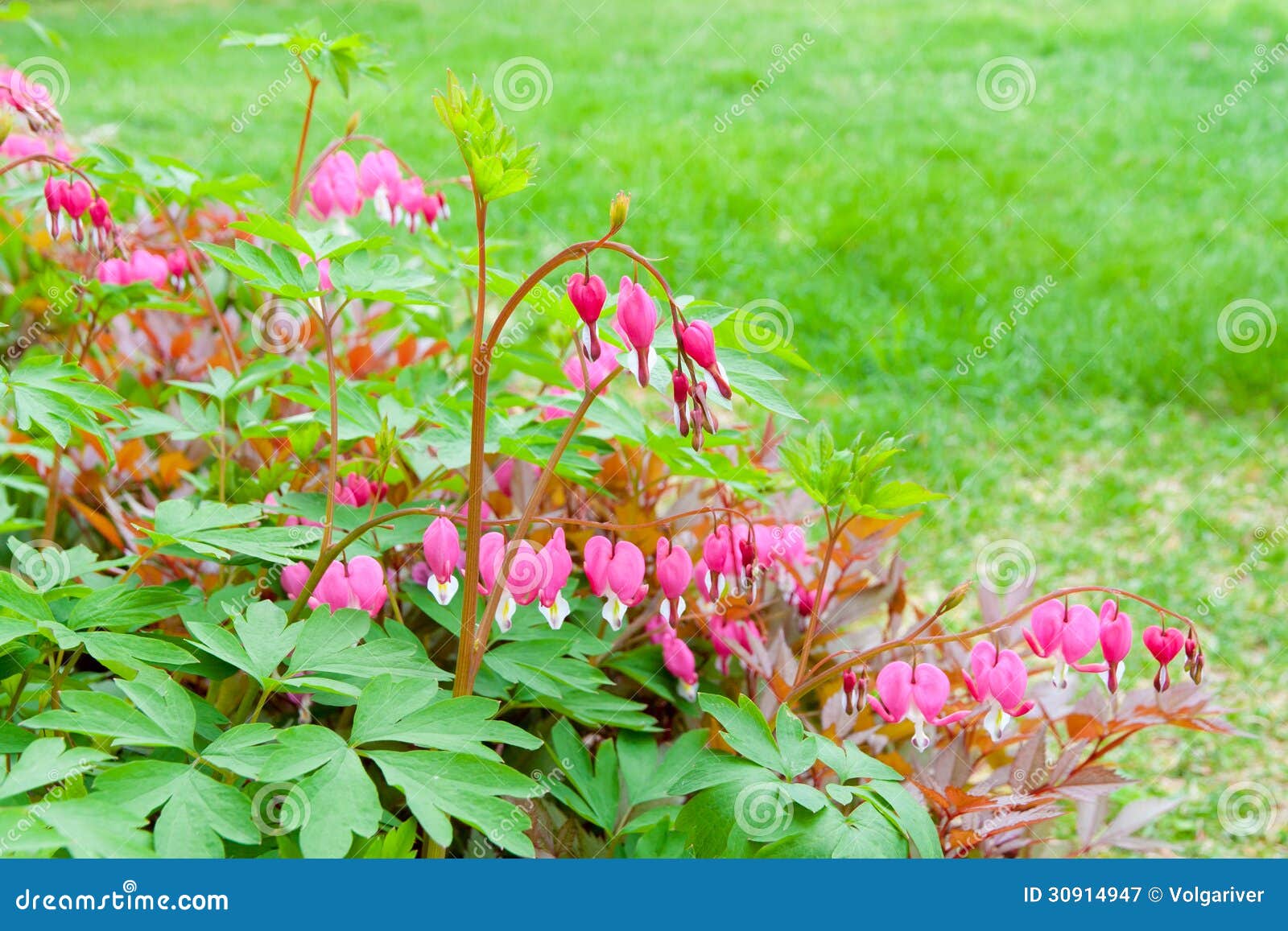 Bleeding Heart Flowers in Spring Garden. Stock Image - Image of ...