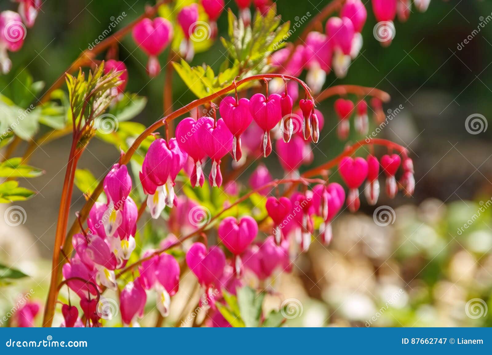 Bleeding Heart, Lamprocapnos Spectabilis Stock Image - Image of season ...