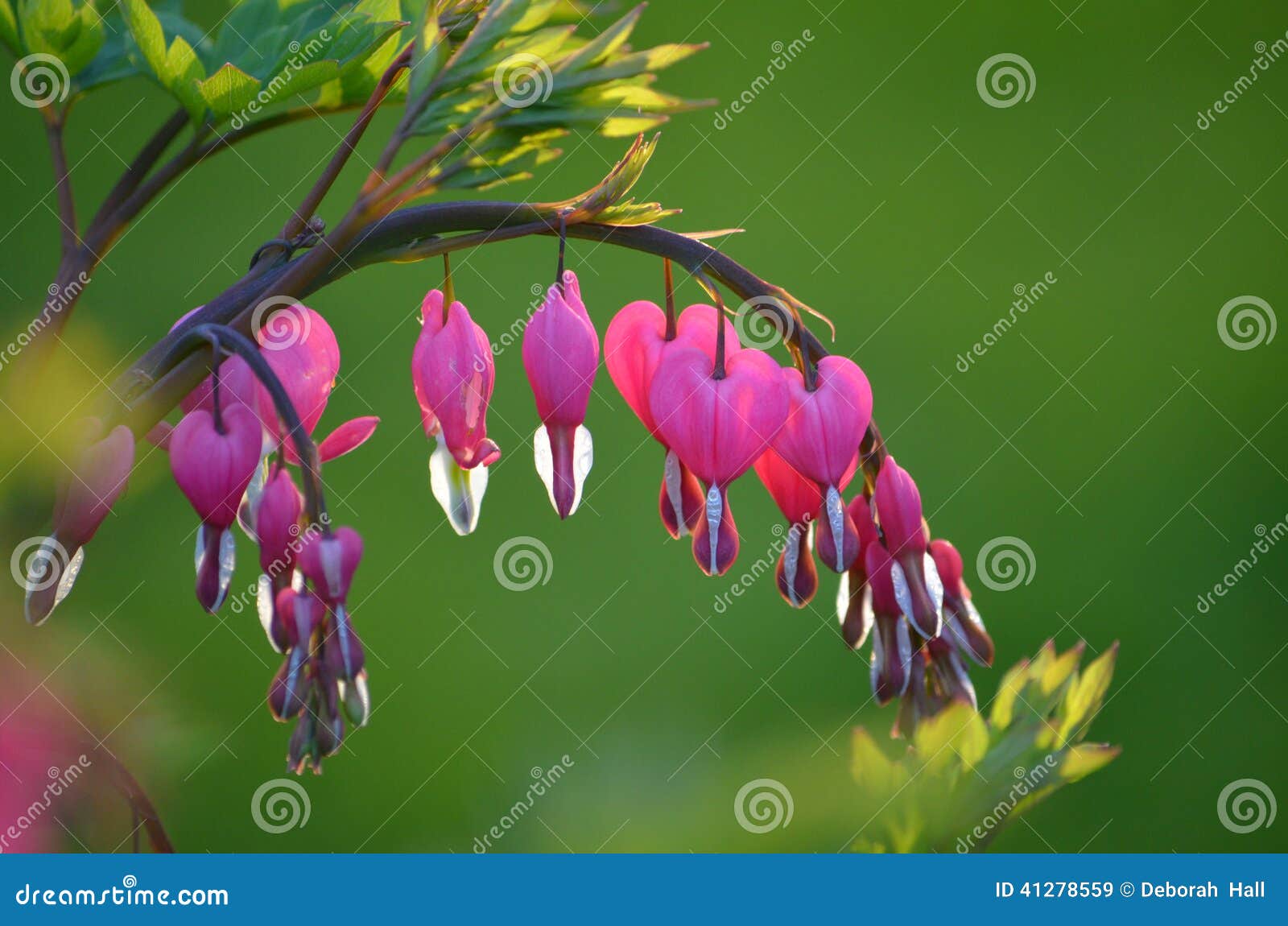 Bleeding heart plant stock image. Image of love, green - 41278559