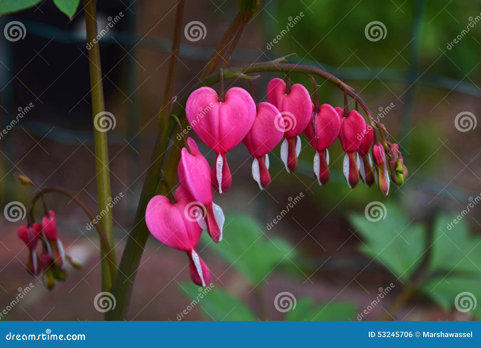 Bleeding heart plant stock photo. Image of glistening - 53245706