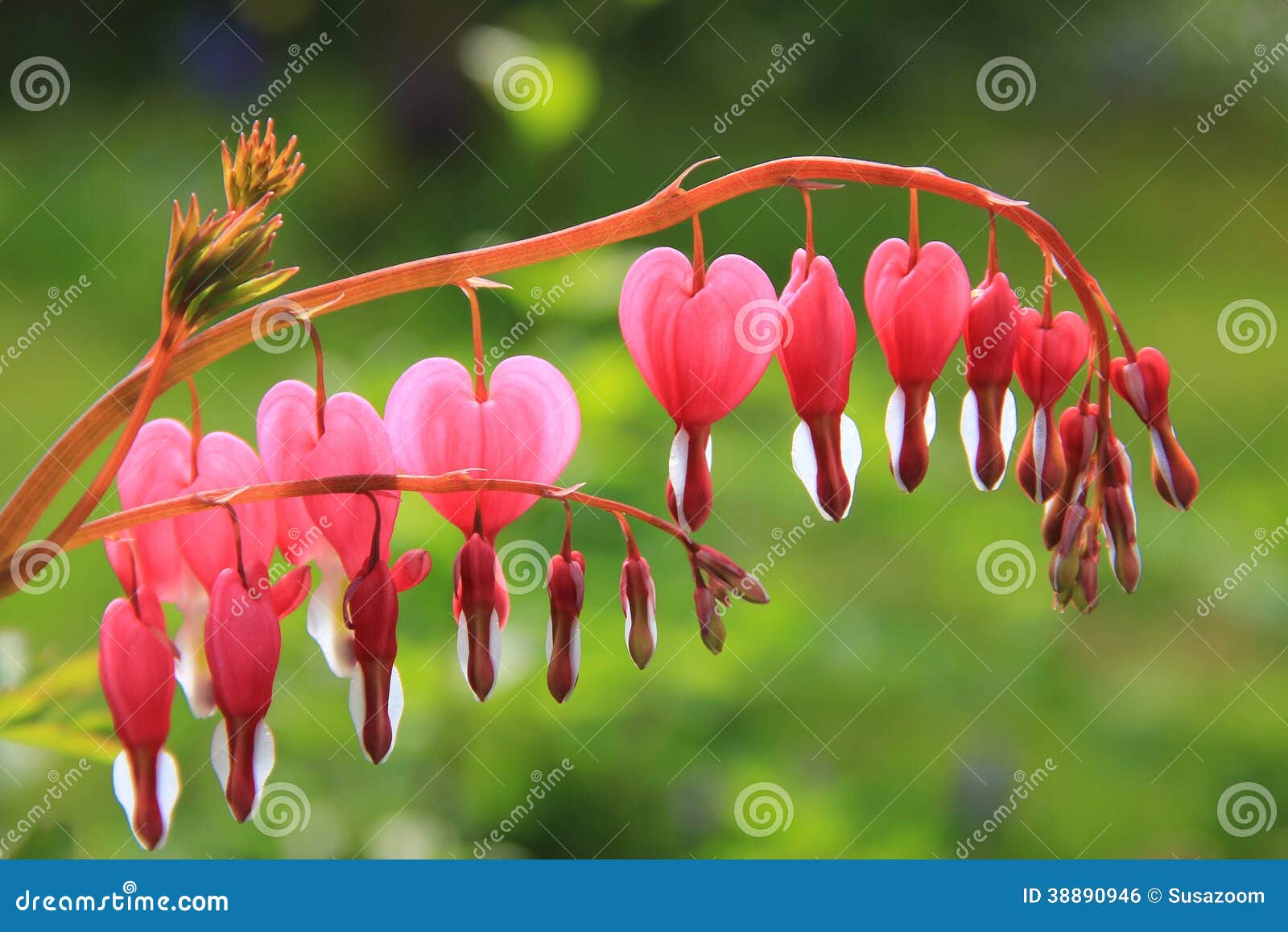 Bleeding Heart Plant, Full Bloom Stock Photo - Image of branch, fresh ...
