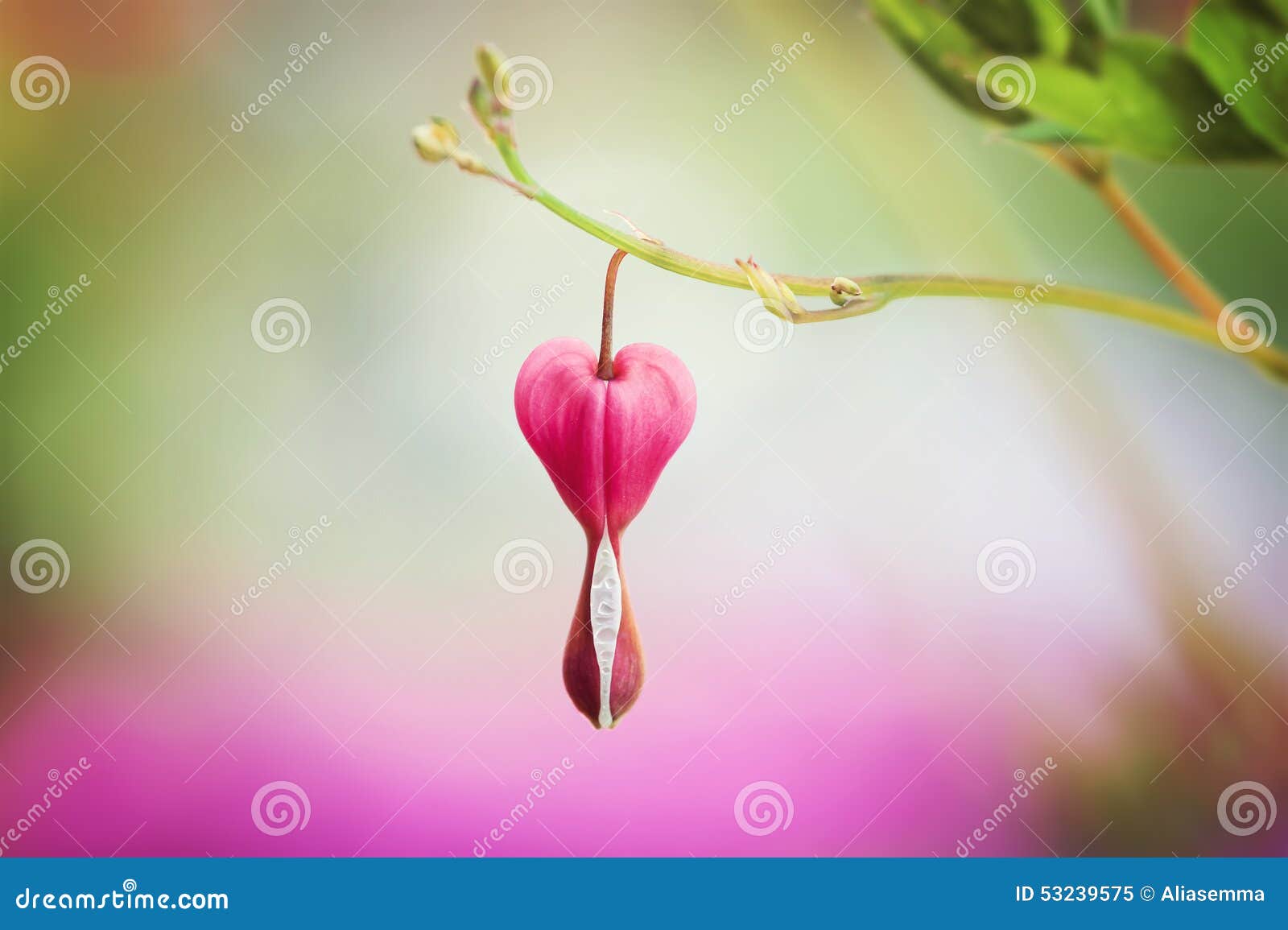 Bleeding heart stock image. Image of bloom, green, nature - 53239575