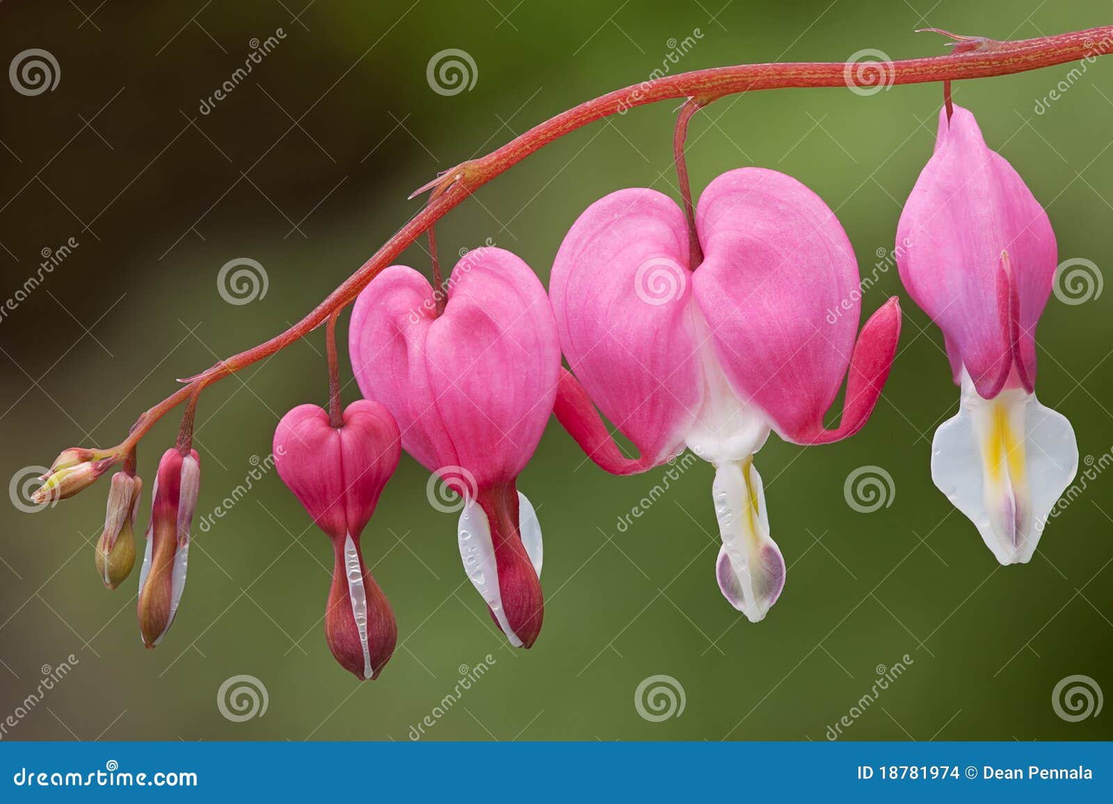 Bleeding Hearts stock photo. Image of beautiful, flora - 18781974