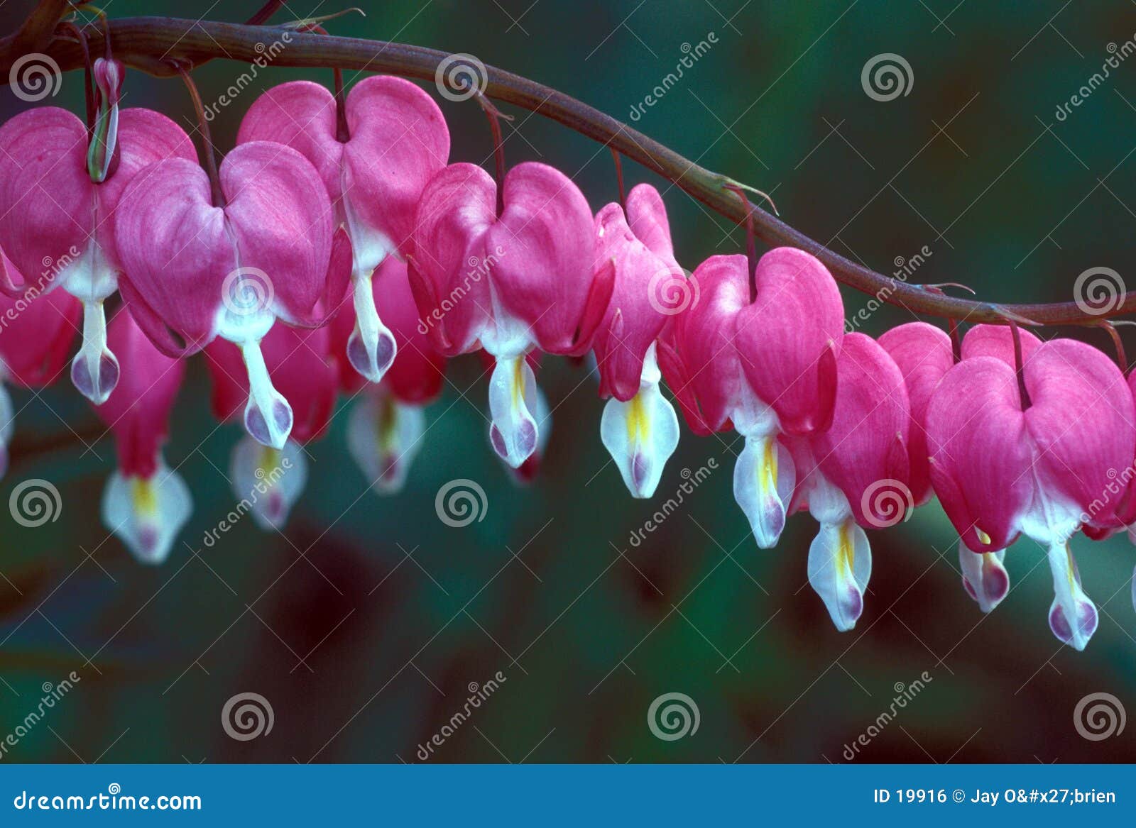 Bleeding hearts stock photo. Image of hearts, love, flowers - 19916