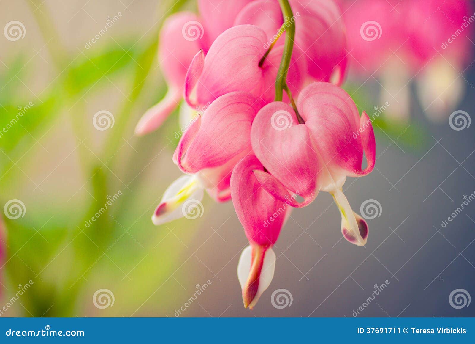Bleeding Hearts stock image. Image of beautiful, nature - 37691711