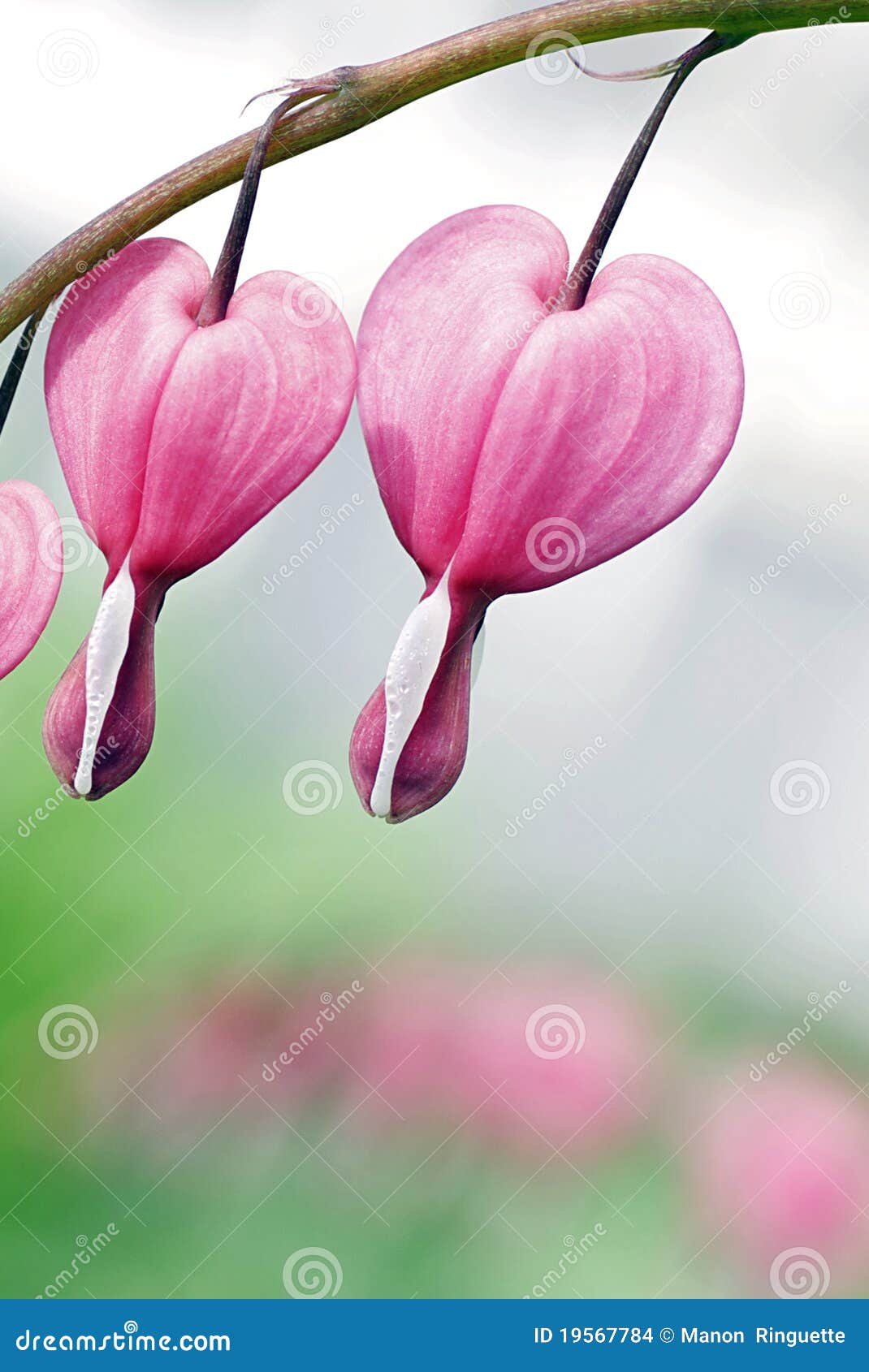 Bleeding Hearts - Dicentra Spectabilis Stock Photo - Image of heart ...