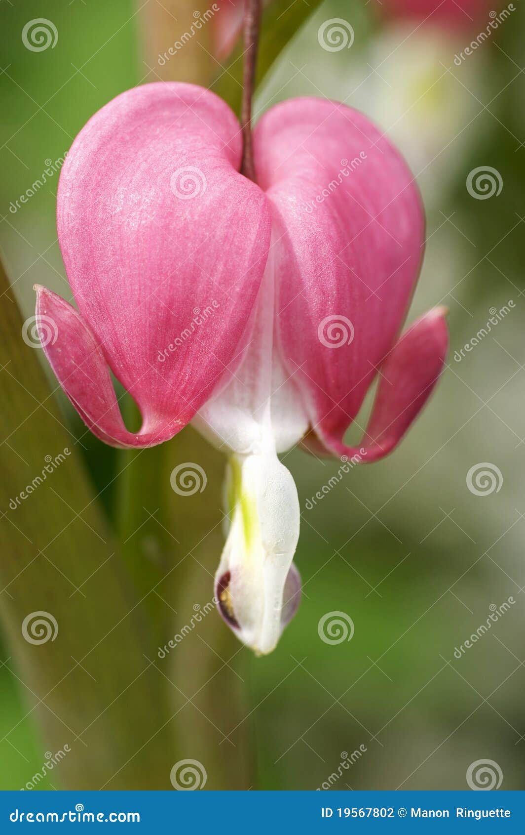 Bleeding Hearts - Dicentra Spectabilis Stock Photo - Image of dainty ...