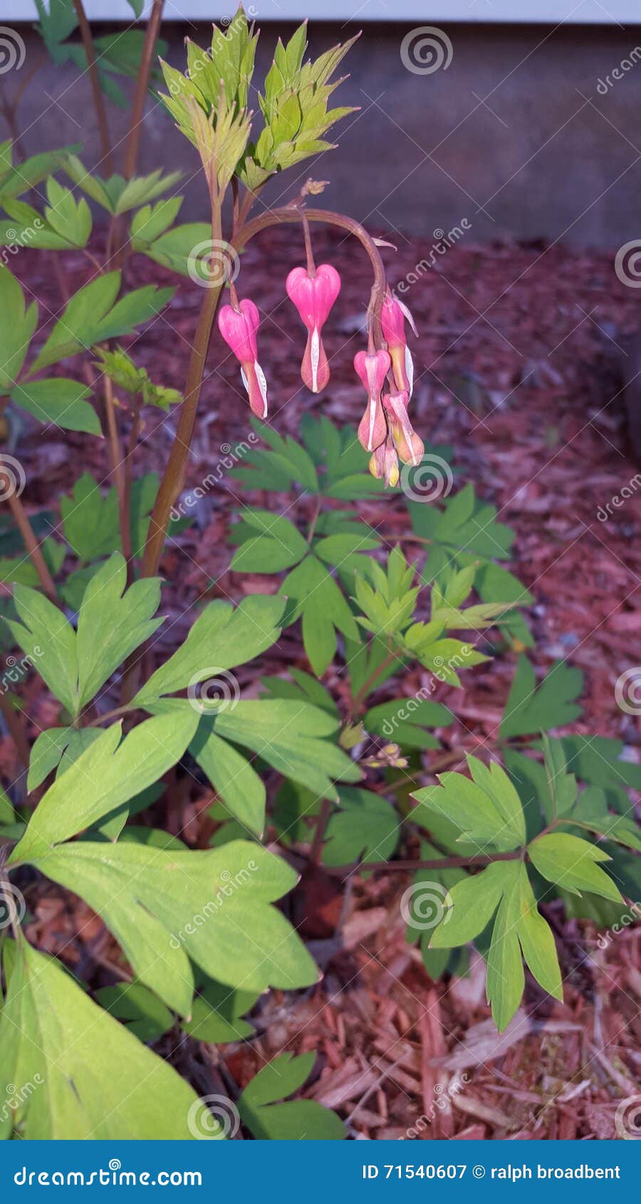 Bleeding Hearts stock image. Image of spring, hearts - 71540607