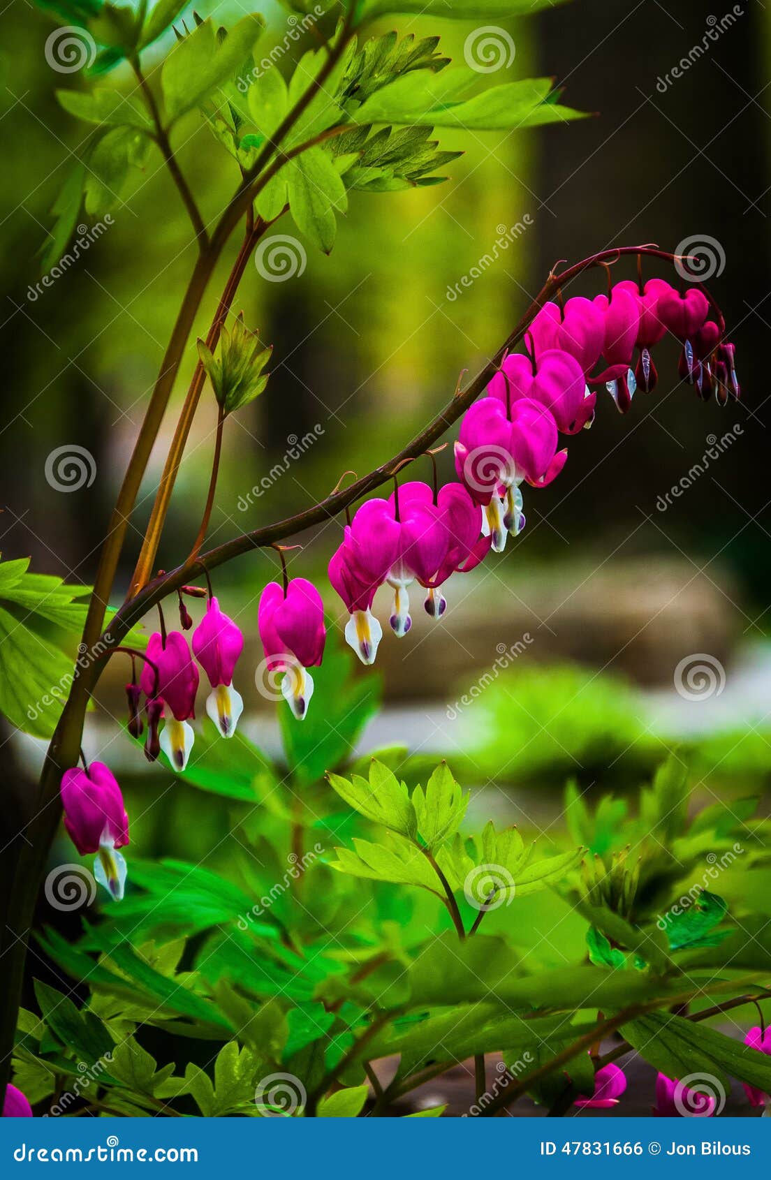 Bleeding Hearts Flowers Surrounded by Green Leaves Stock Photo - Image ...