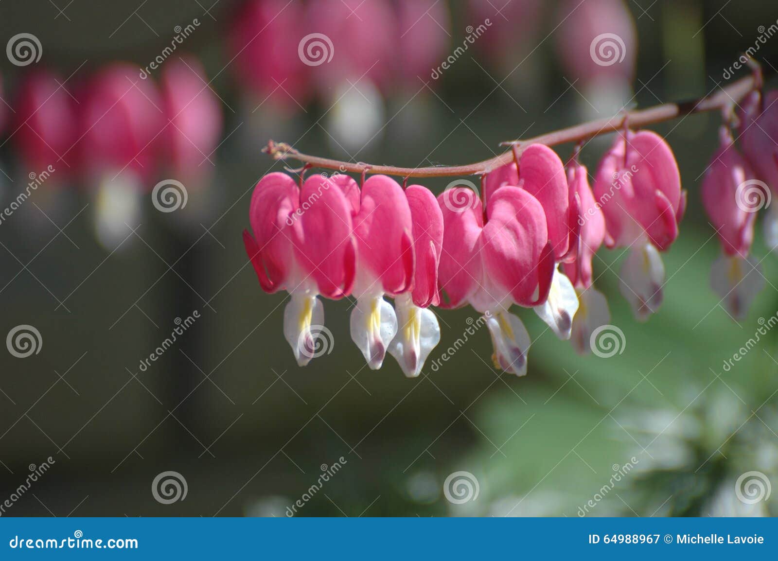 Multiple On One Stem Flowers