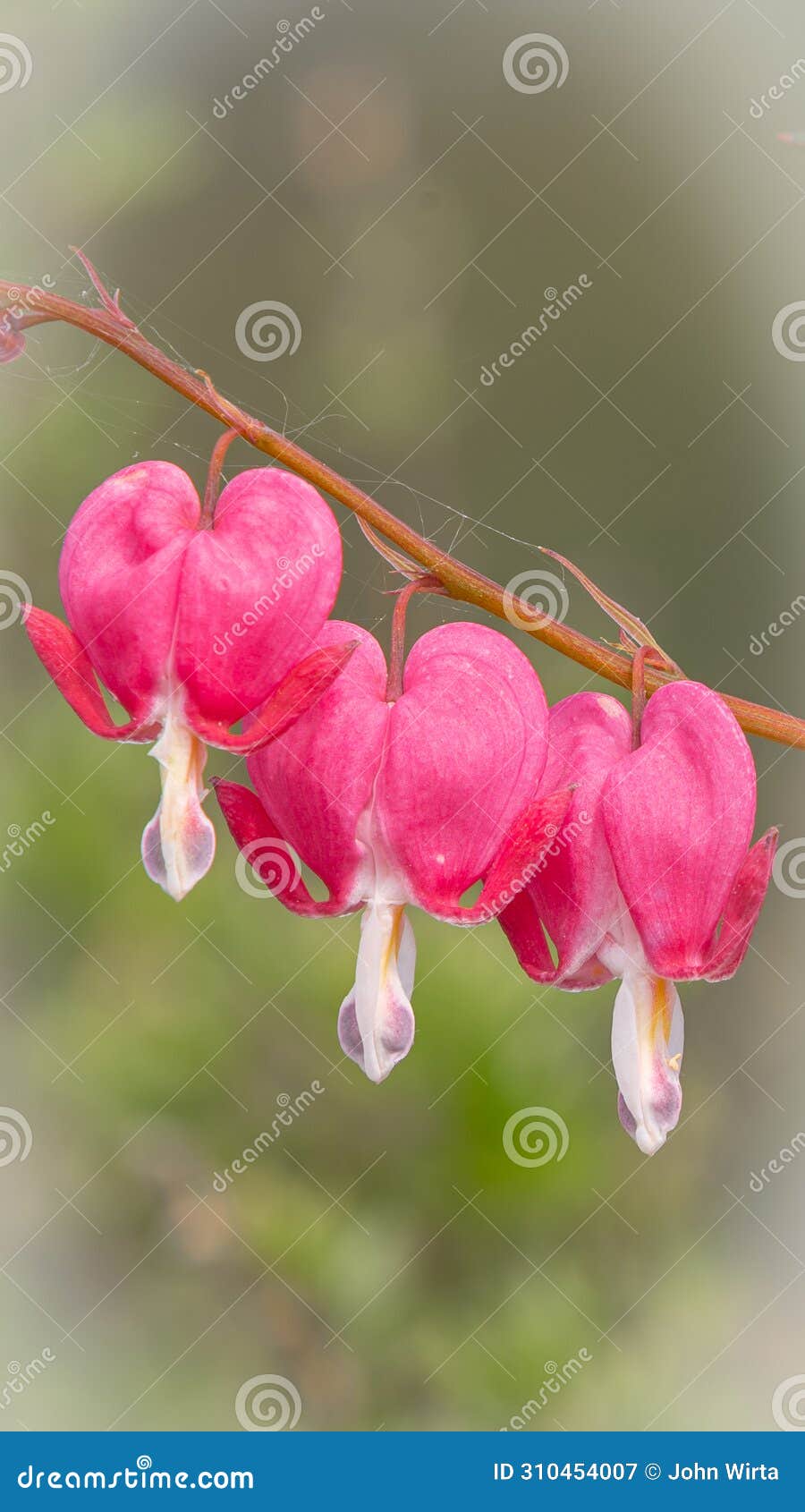 3 Bleeding Hearts in a Single Line Stock Image - Image of petal, hearts ...