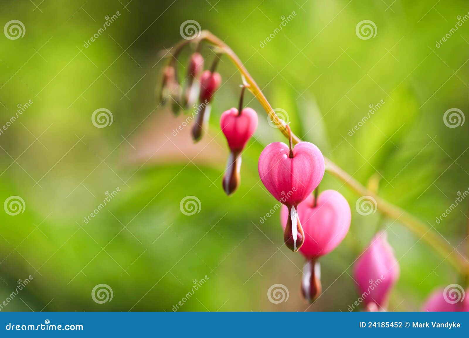 Bleeding Hearts Spring Flower Bloom Stock Photo - Image of beautiful ...