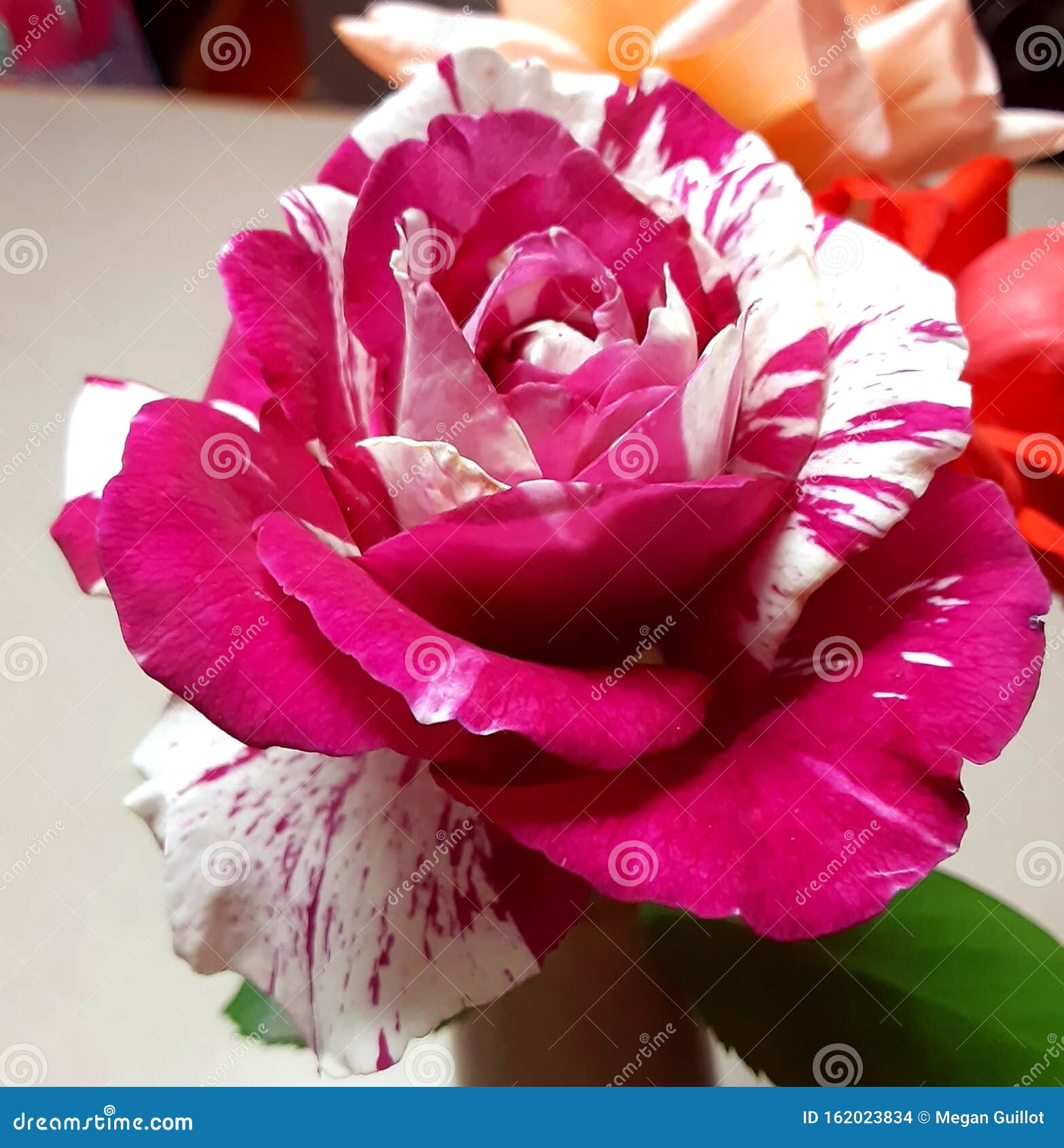 Bleeding Love Rose stock photo. Image of colorful, rose - 162023834